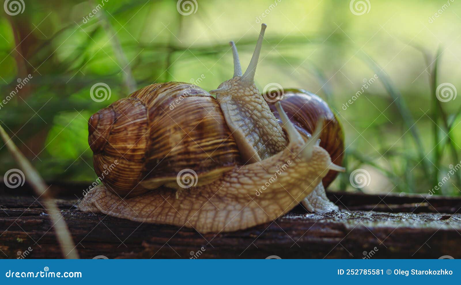 Two Snails Hugging Each Other Stock Image - Image of arthropod, seafood ...
