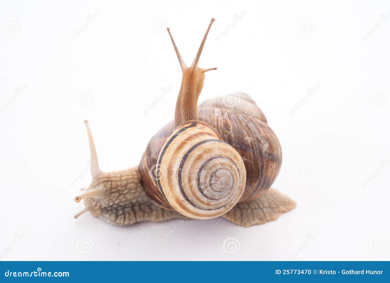 Two snails.isolated stock photo. Image of group, horizontal - 25773470