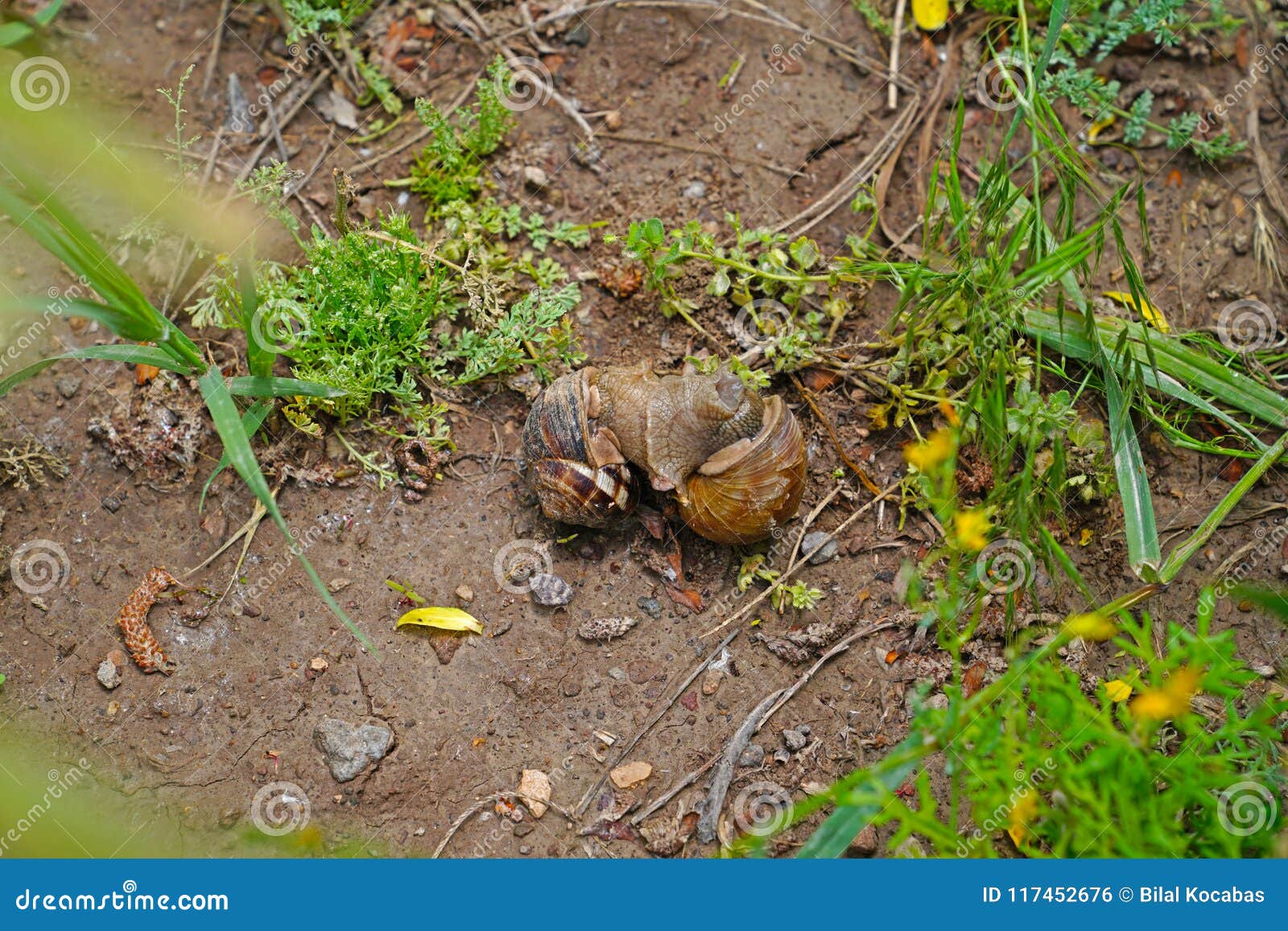 Two Snails Kissing or Fighting Stock Photo - Image of garden, antenna ...