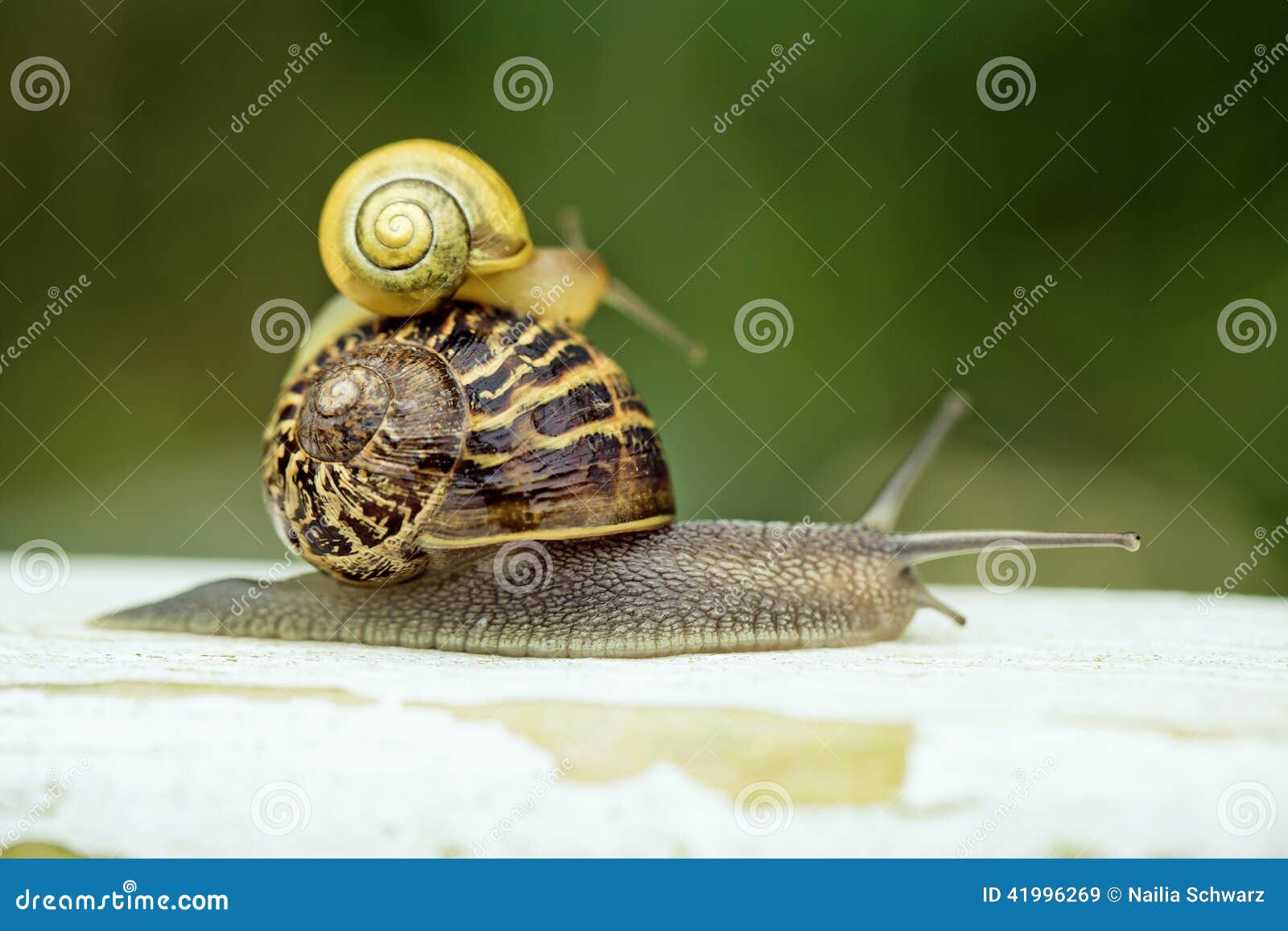 Two Snails stock image. Image of blade, crawling, pattern - 41996269