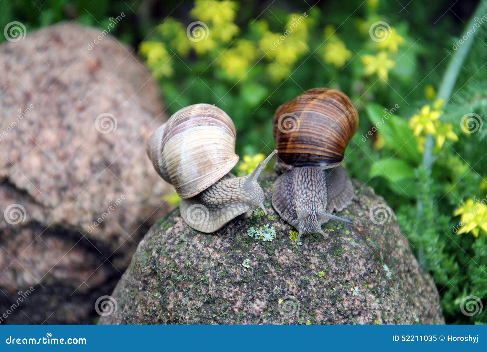 Two snails stock image. Image of apple, closeup, light - 52211035