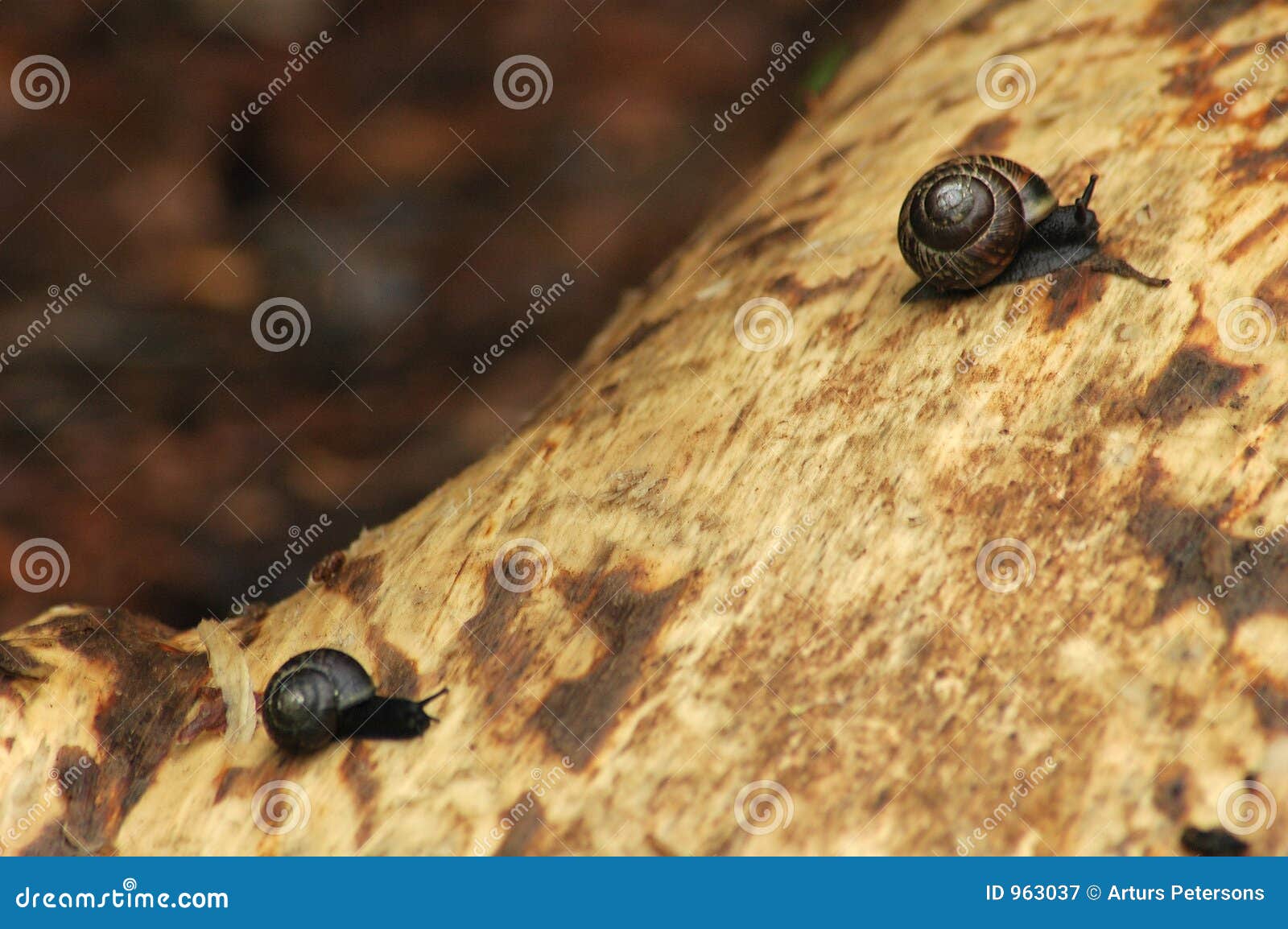 Two snails on log stock image. Image of reptiles, outside - 963037