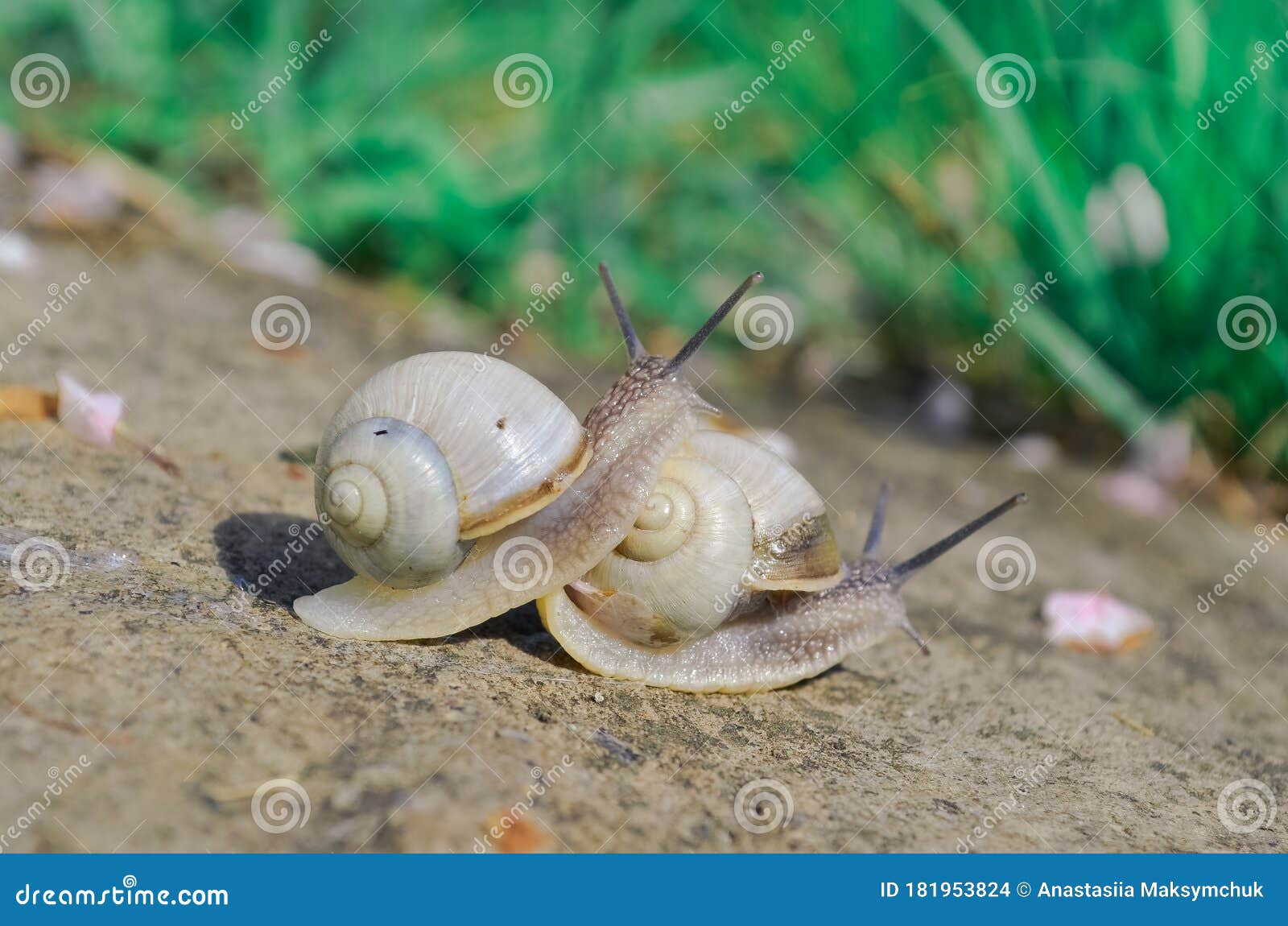 Two Small Snails with Beautiful Shells. Stock Photo - Image of shells ...