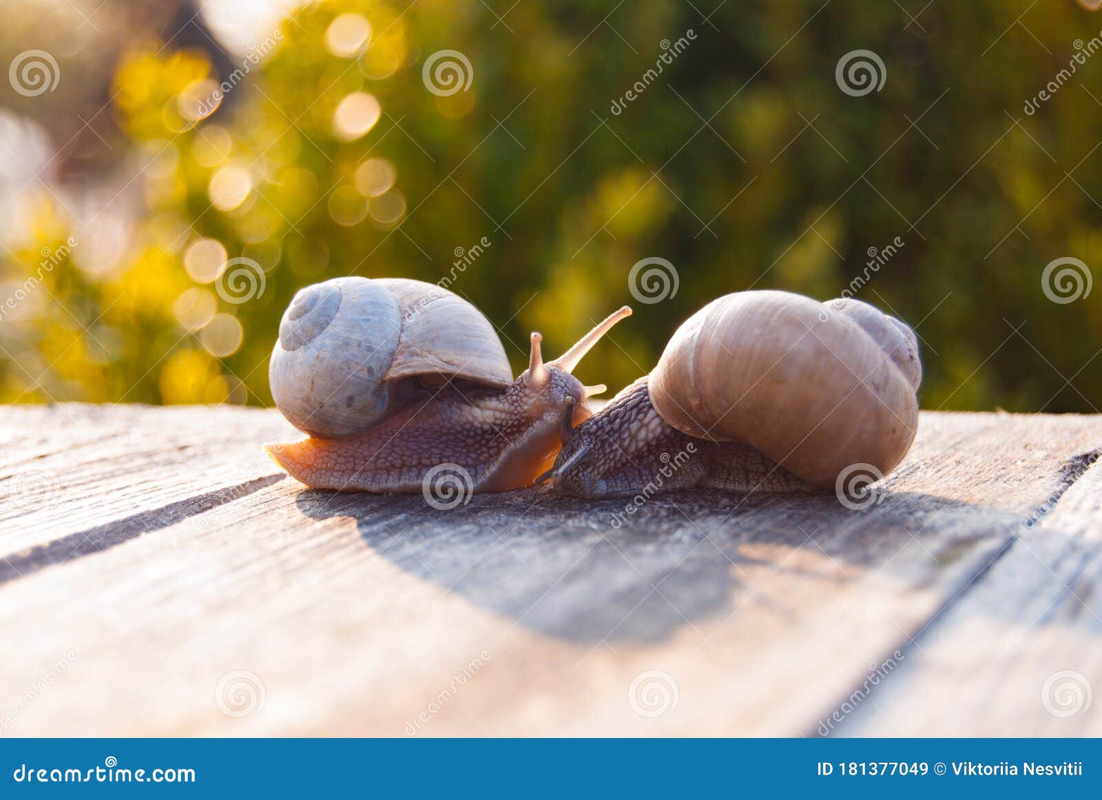 Two snails love. stock image. Image of snails, background - 181377049