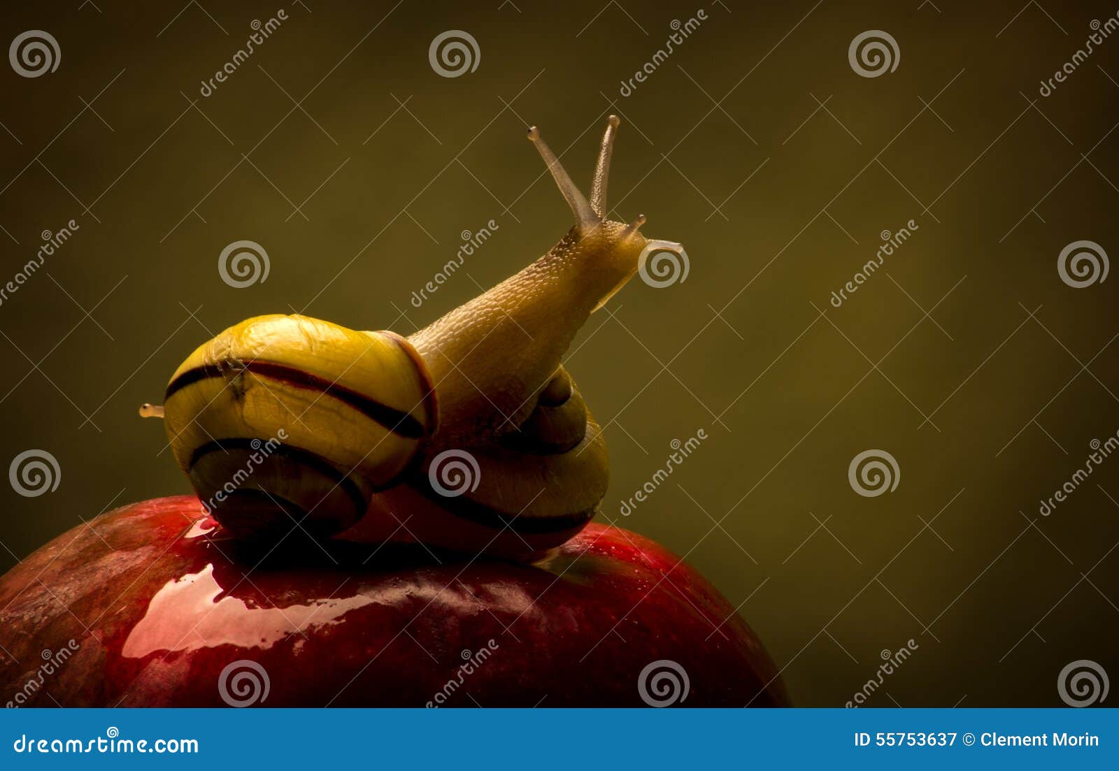 Two snails in love stock image. Image of nature, moving - 55753637