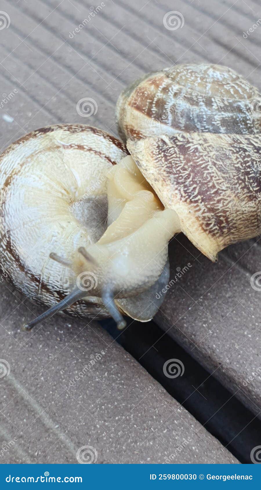 The Love Moment Between A Baby Monkey And His Mother Spotted At Rajiv ...