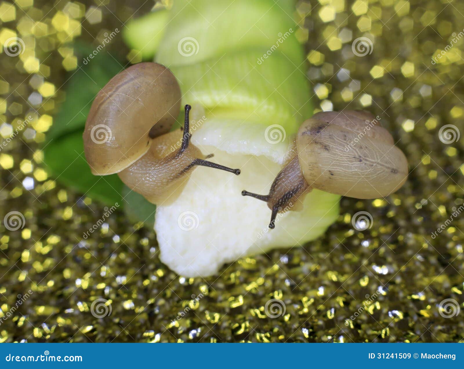 Two snails macro stock image. Image of slimy, mollusc - 31241509