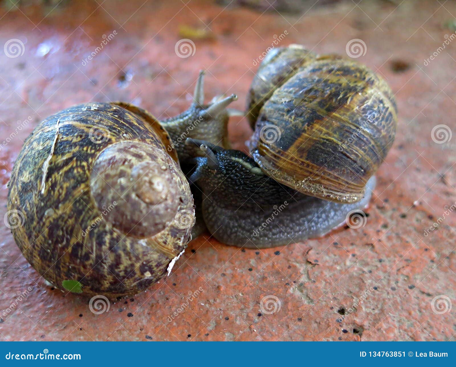 Two snails merge stock image. Image of small, snail - 134763851