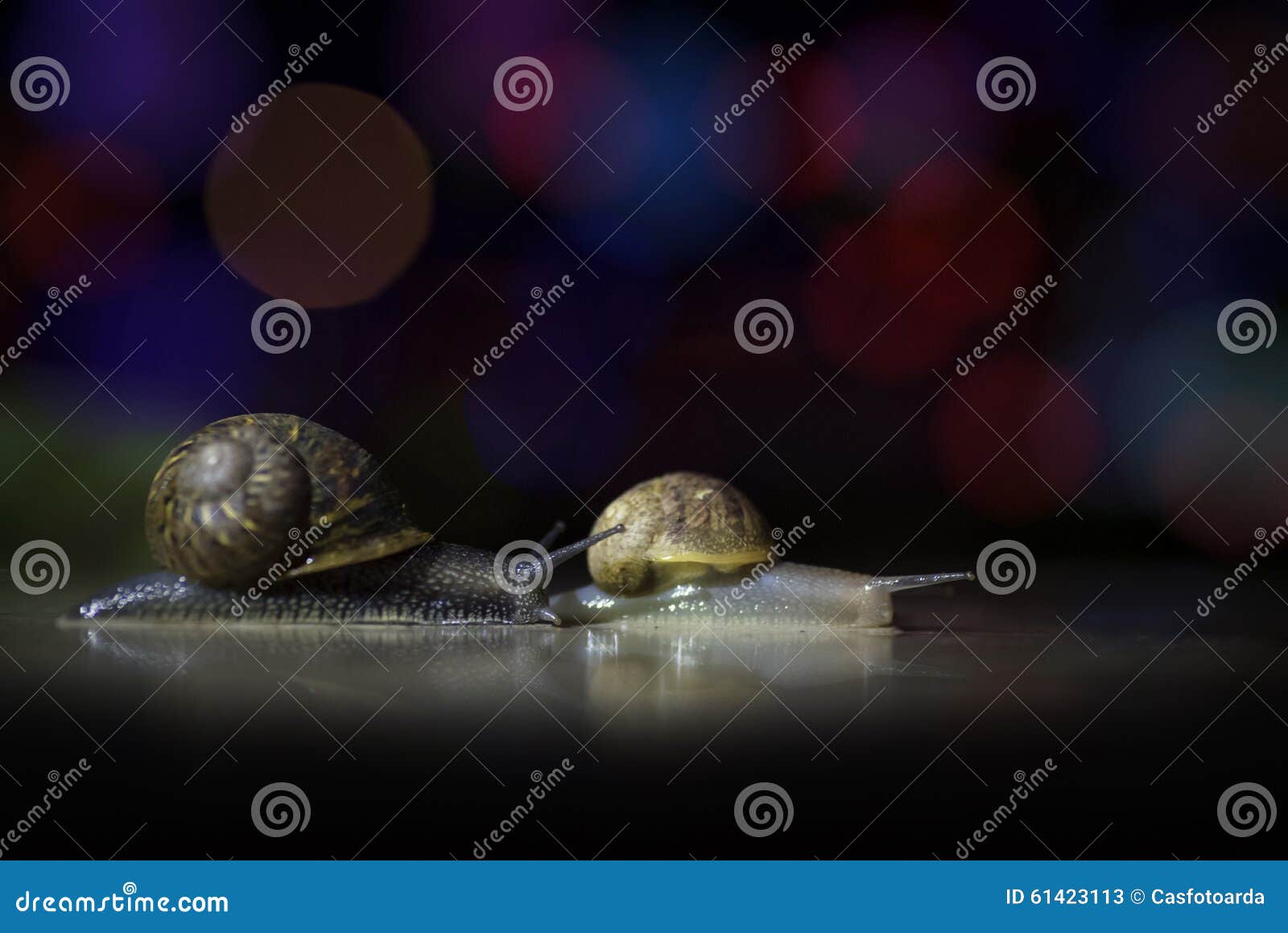 Two snails stock image. Image of motion, pomatia, family - 61423113