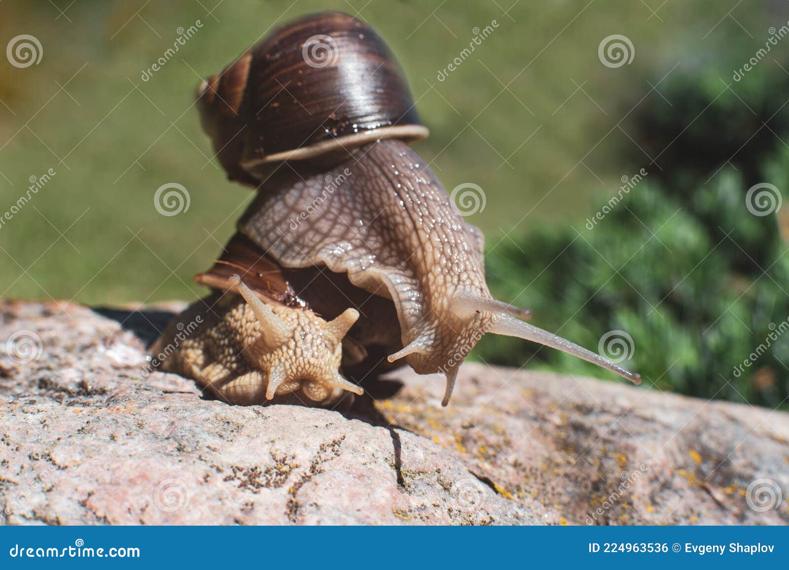 Two Snails. One Snail Crawled Onto the Shell of Another Stock Photo ...