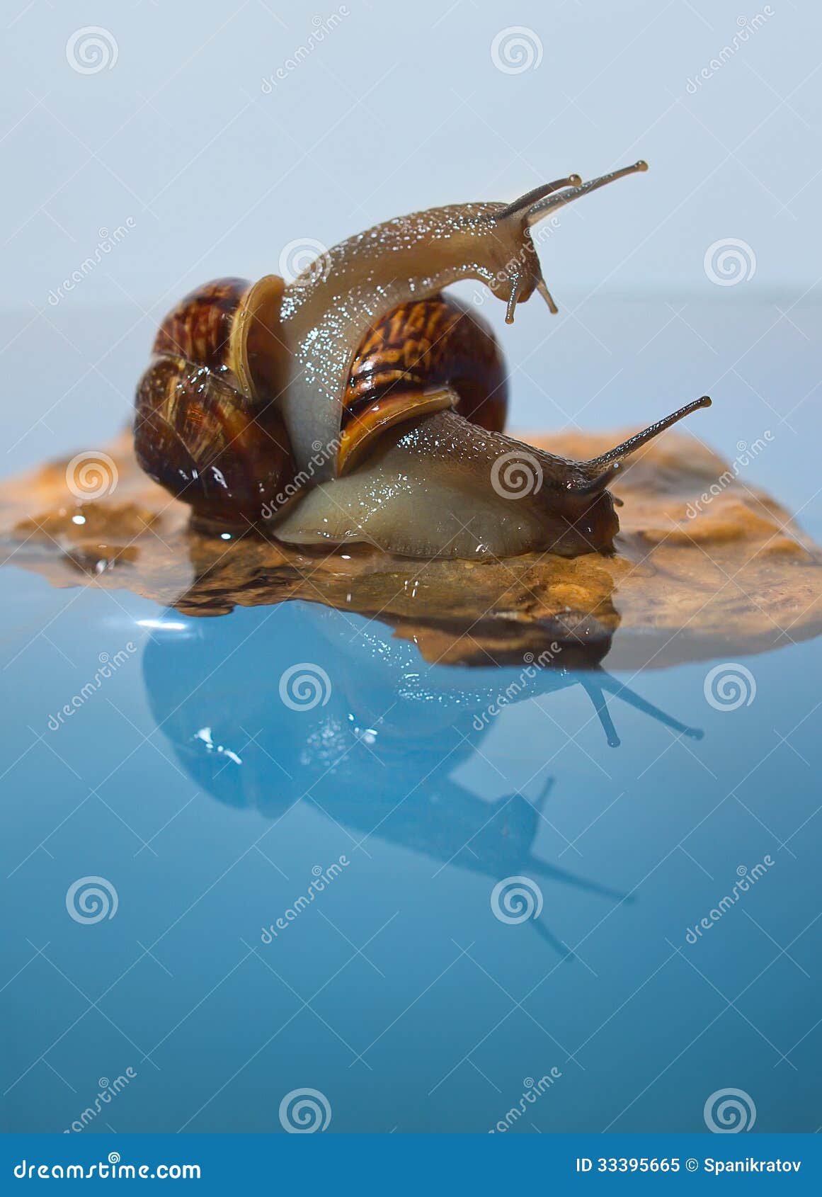 Two snails on a rock stock image. Image of flora, background - 33395665