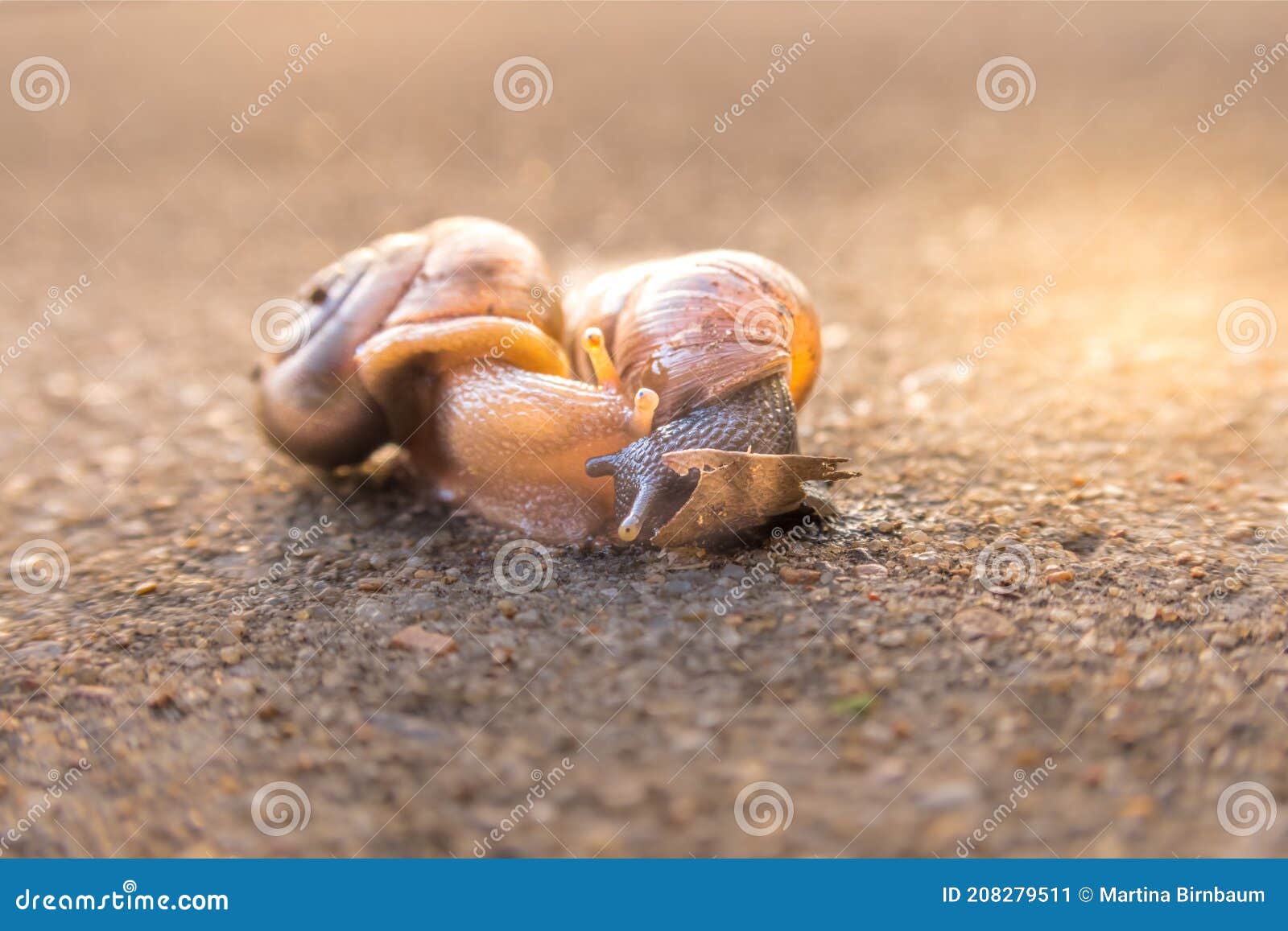 Two Snails Cuddling Looking At Each Other Royalty-Free Stock Photo ...