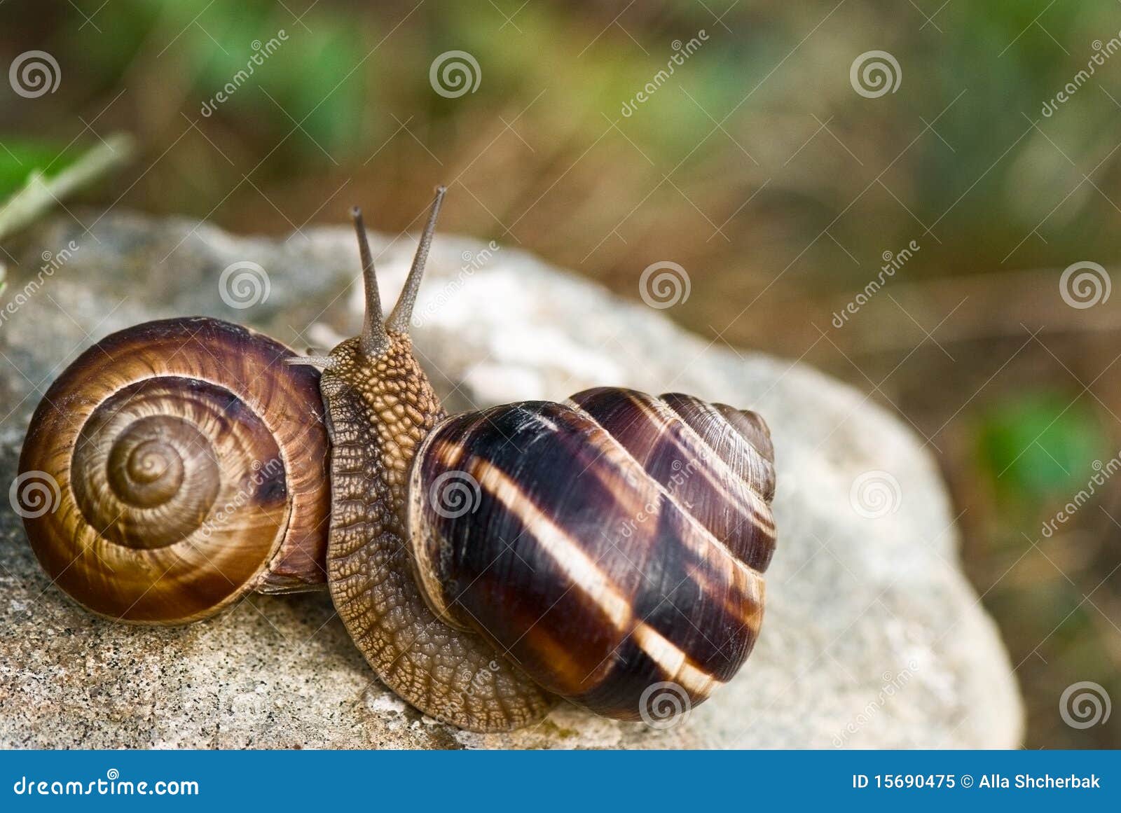 Two snails on stone stock image. Image of details, humor - 15690475