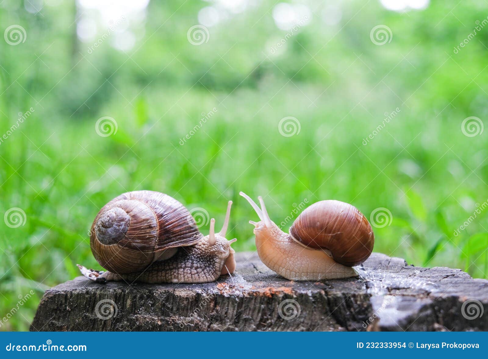 Two Snails on a Stump Look at Each Other. Stock Photo - Image of small ...