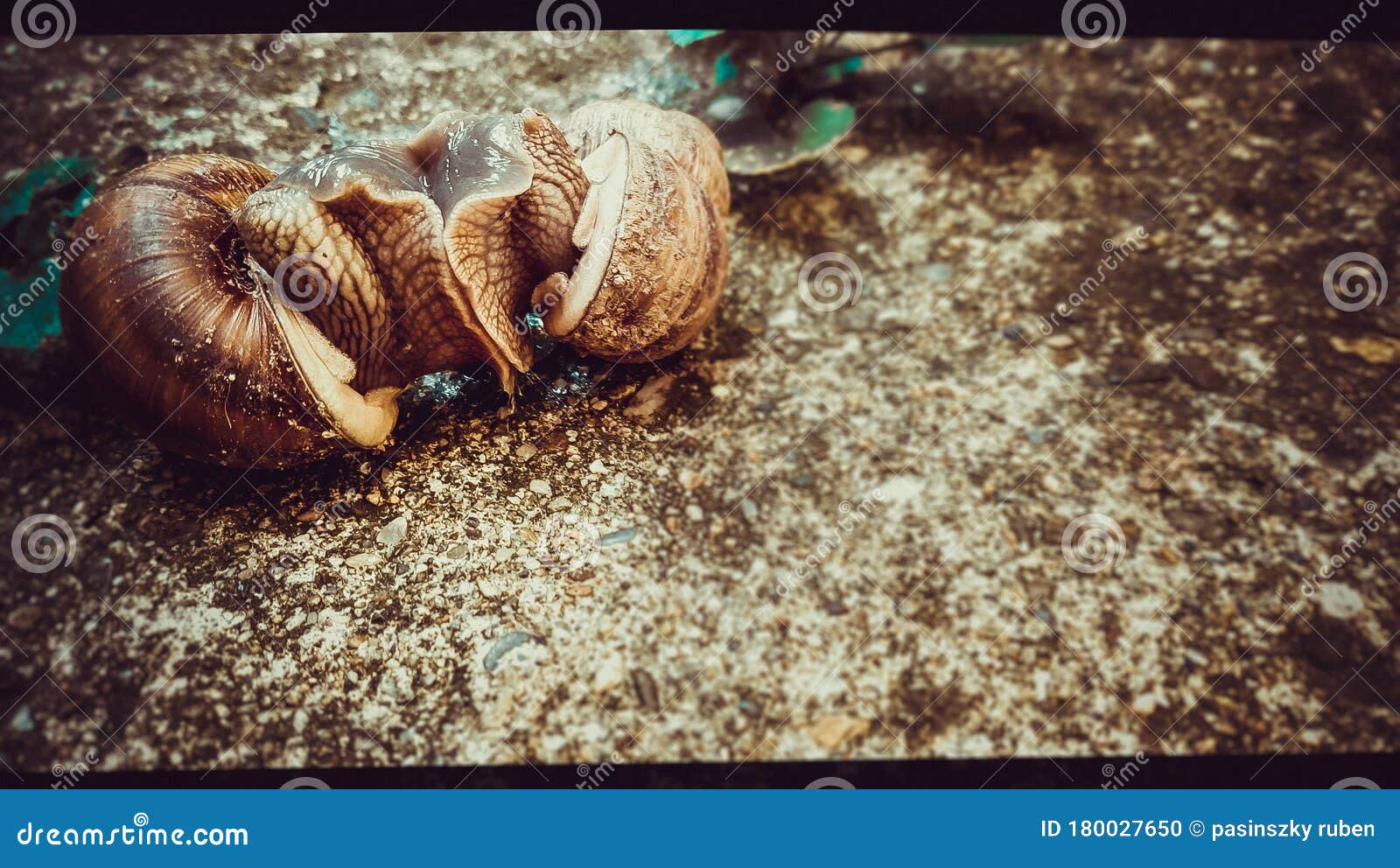 Two snails together stock photo. Image of together, leaf - 180027650