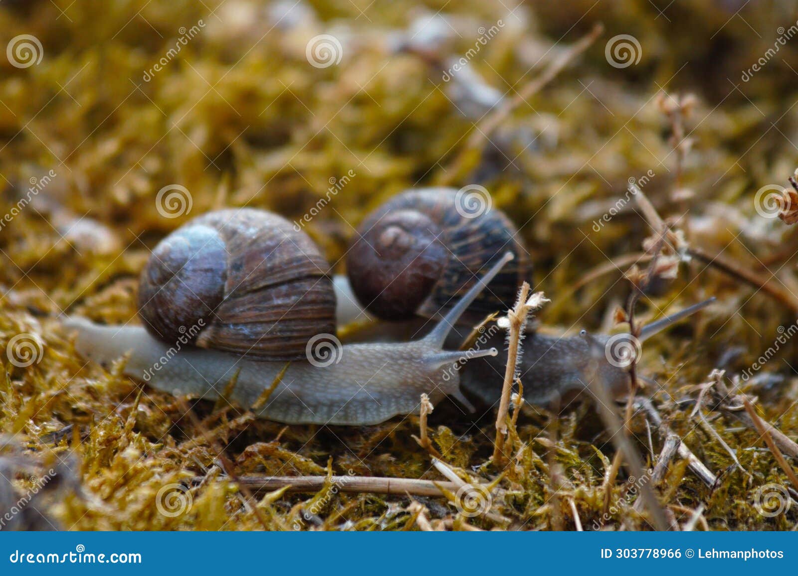 Two Snails on the Moss stock photo. Image of color, redwoods - 303778966