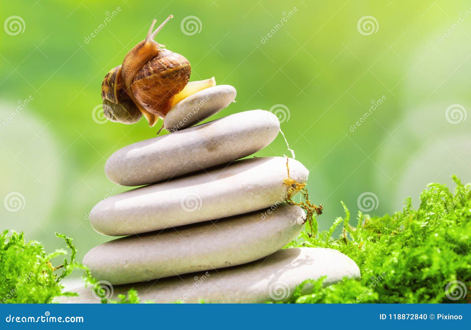 Two Snails on Top of Pile of Pebbles Fight for First Place Stock Photo ...