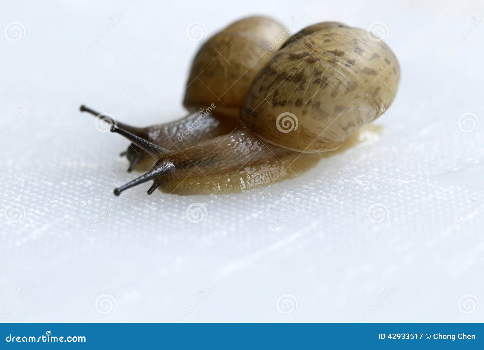 Two Snails Toward Same Direction Stock Image - Image of shell, together ...