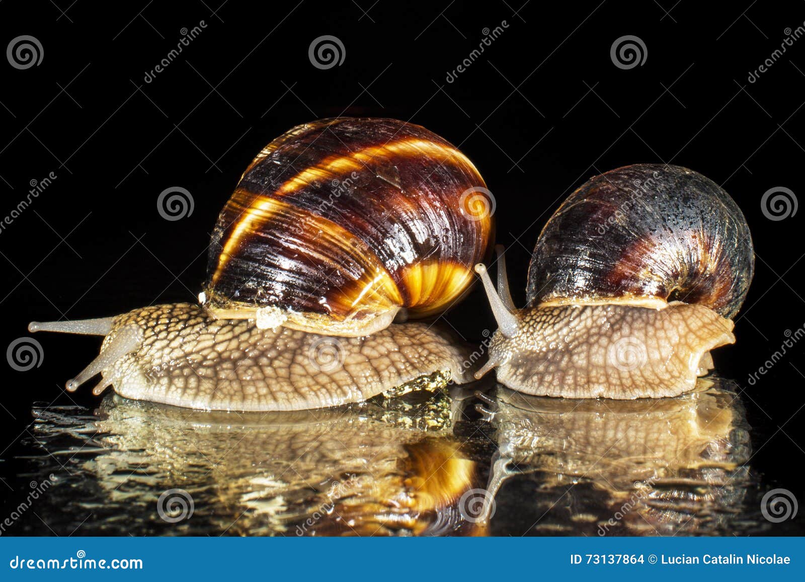 Two snails stock photo. Image of shells, mollusca, gastropod - 73137864