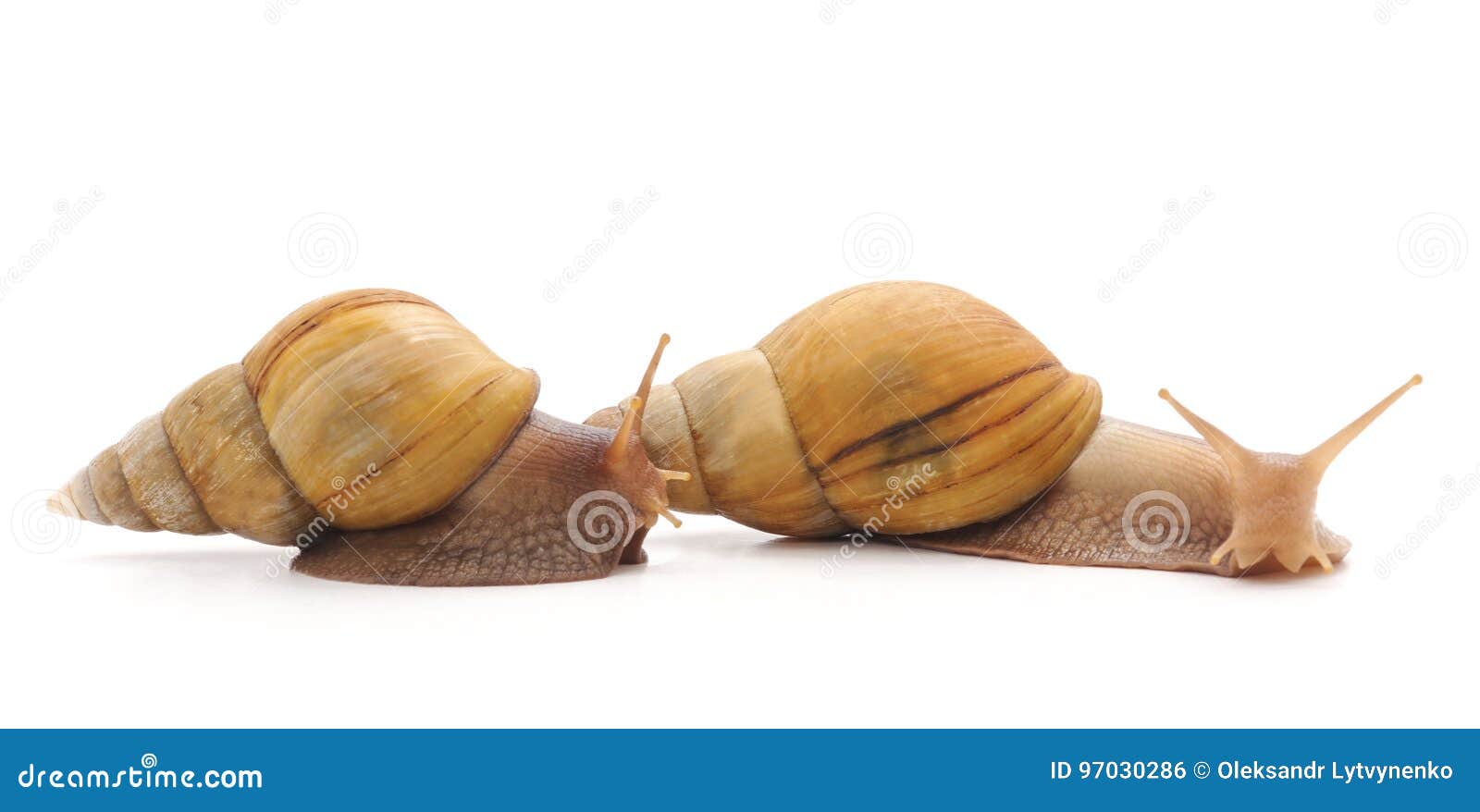 Two snails. stock photo. Image of slimy, five, invertebrate - 97030286