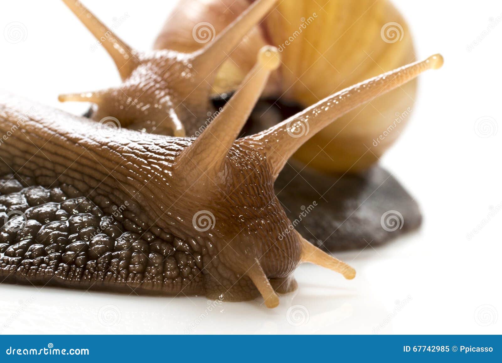Two Snails Cuddling Looking At Each Other Royalty-Free Stock Photo ...