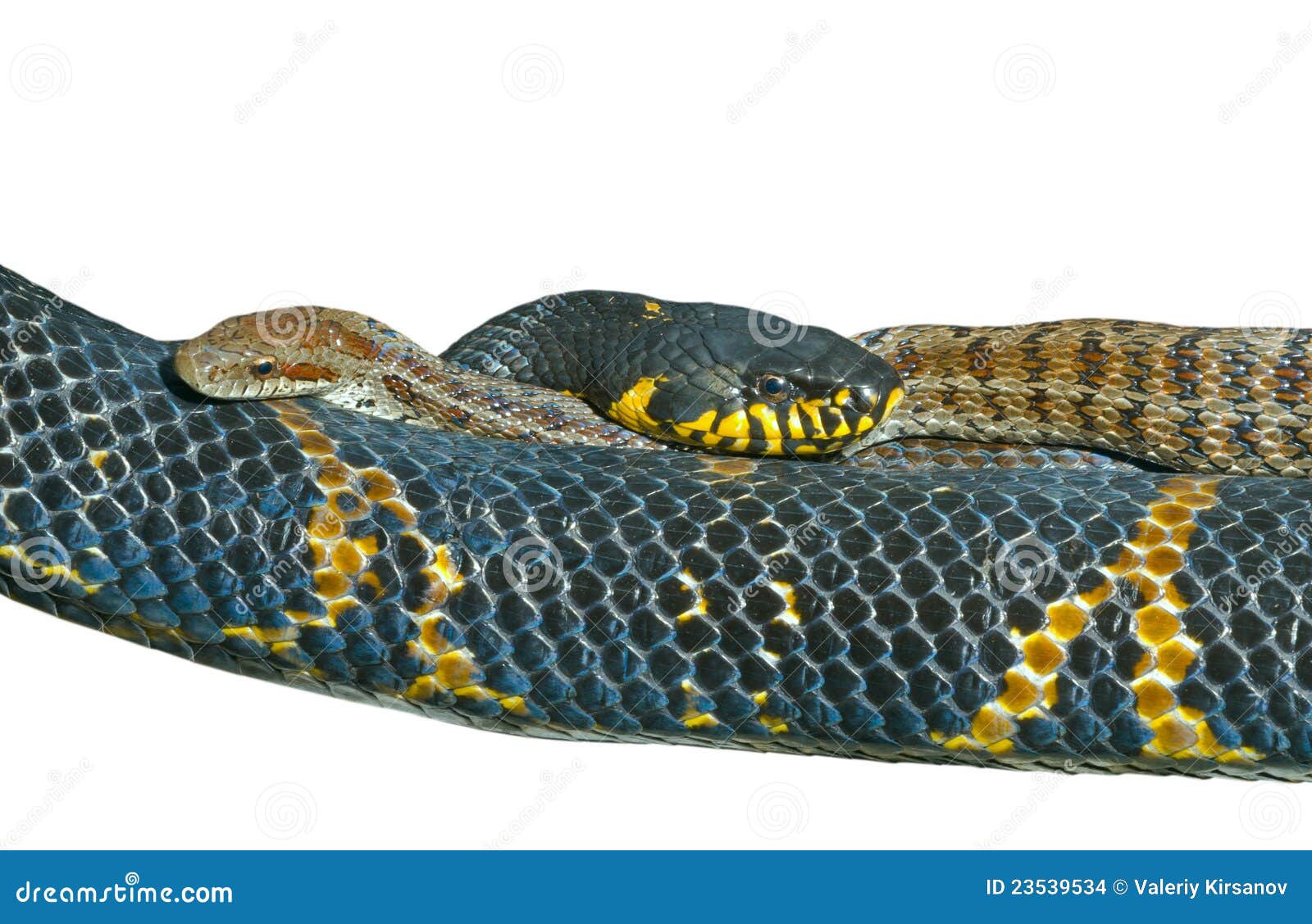 Two snakes 10 stock photo. Image of head, serpent, animal - 23539534