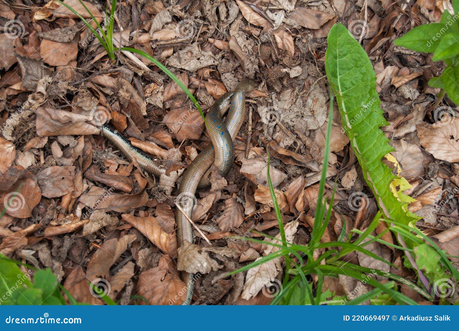 Two Snakes Fighting for Their Lives Stock Image - Image of snakes ...
