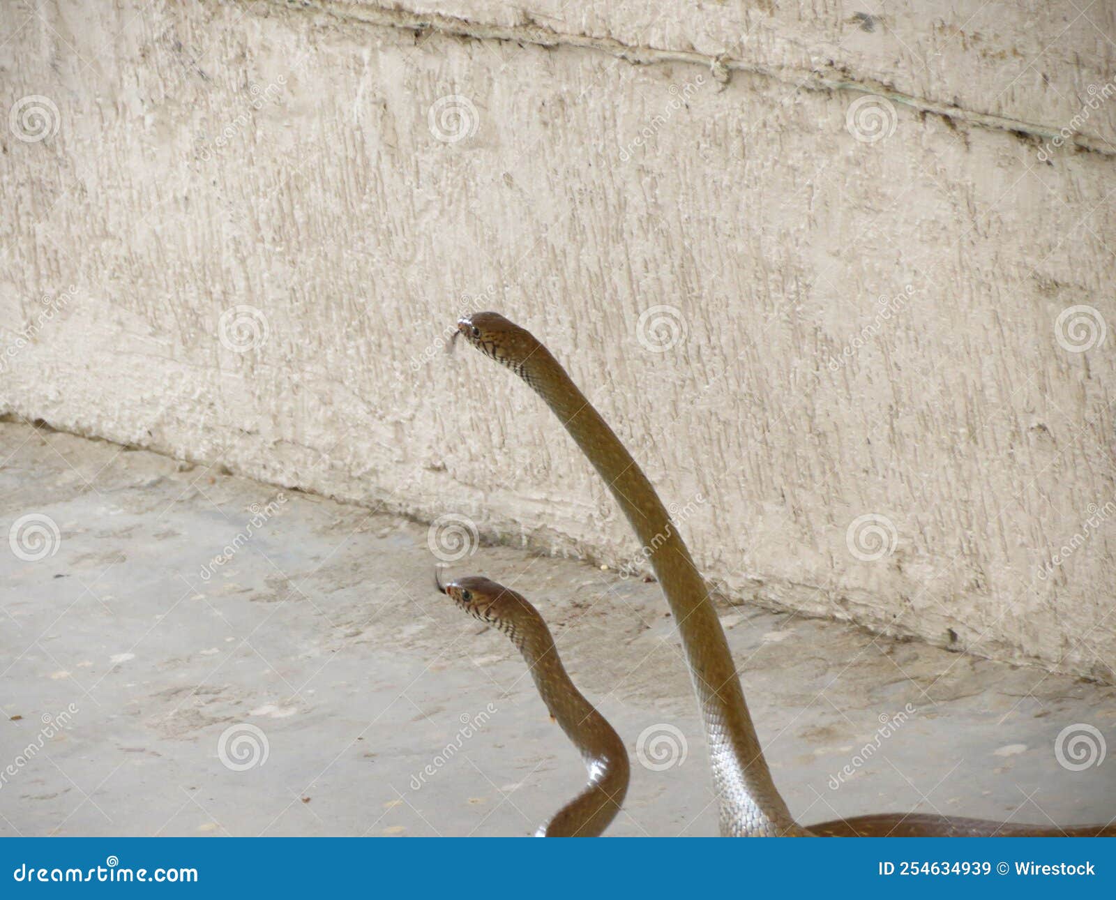 Two snakes on the ground stock image. Image of danger - 254634939