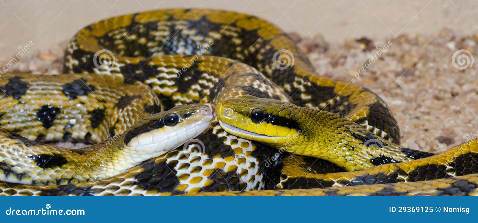 Two Black Snakes Is Mating Stock Photography | CartoonDealer.com #177147236