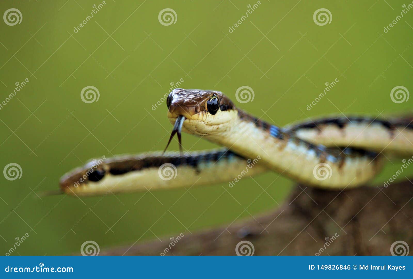 Two snakes tangled stock photo. Image of tropical, colour - 149826846