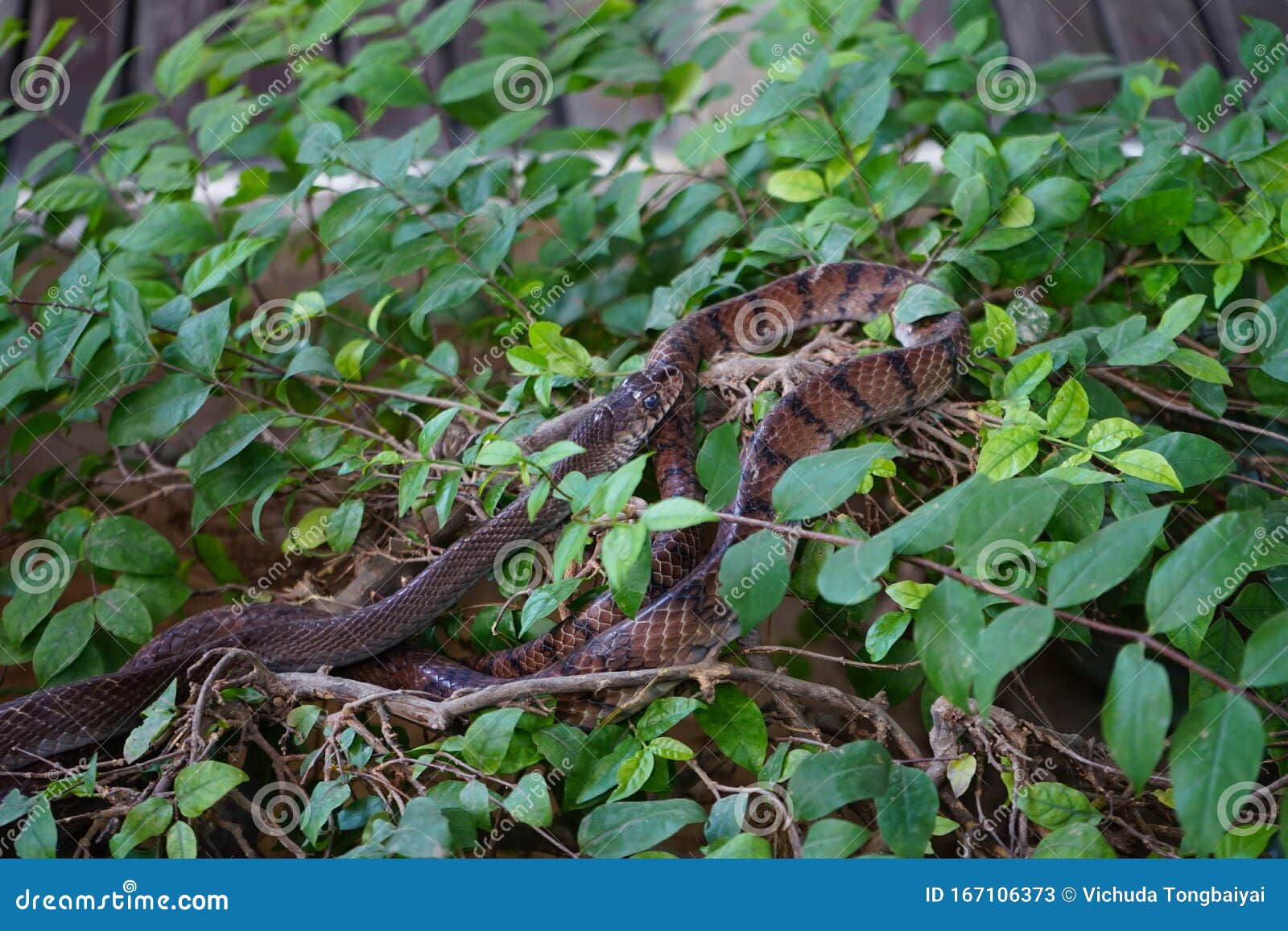 Two Snakes on Tree Branch Closed Up Image Stock Image - Image of ...