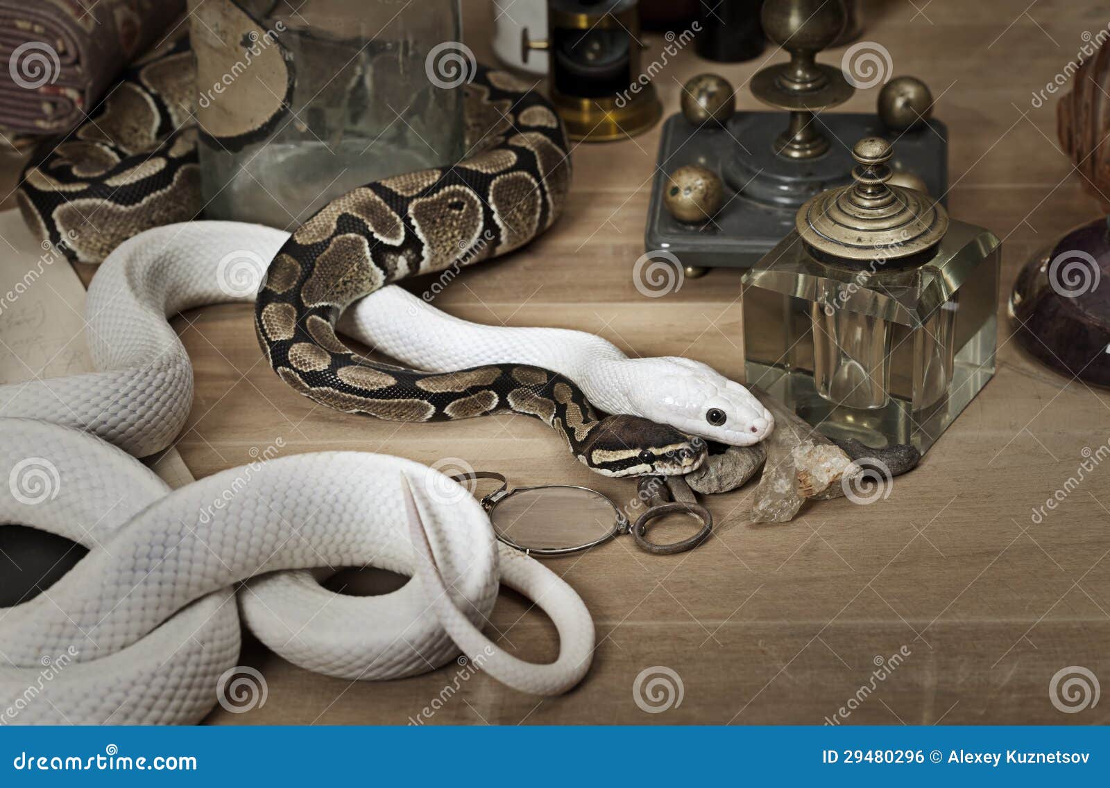 Two Snakes with Vintage Objects Stock Photo - Image of serpent, vintage ...