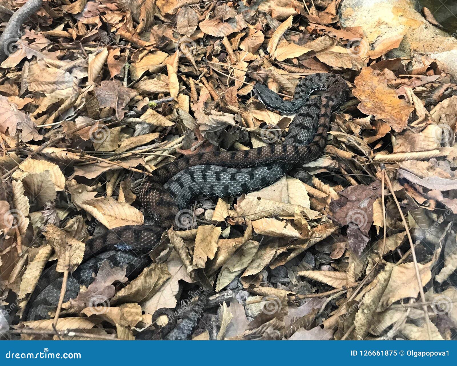 Two Snakes Viper Aspis at the Time of Pairing. Stock Image - Image of ...