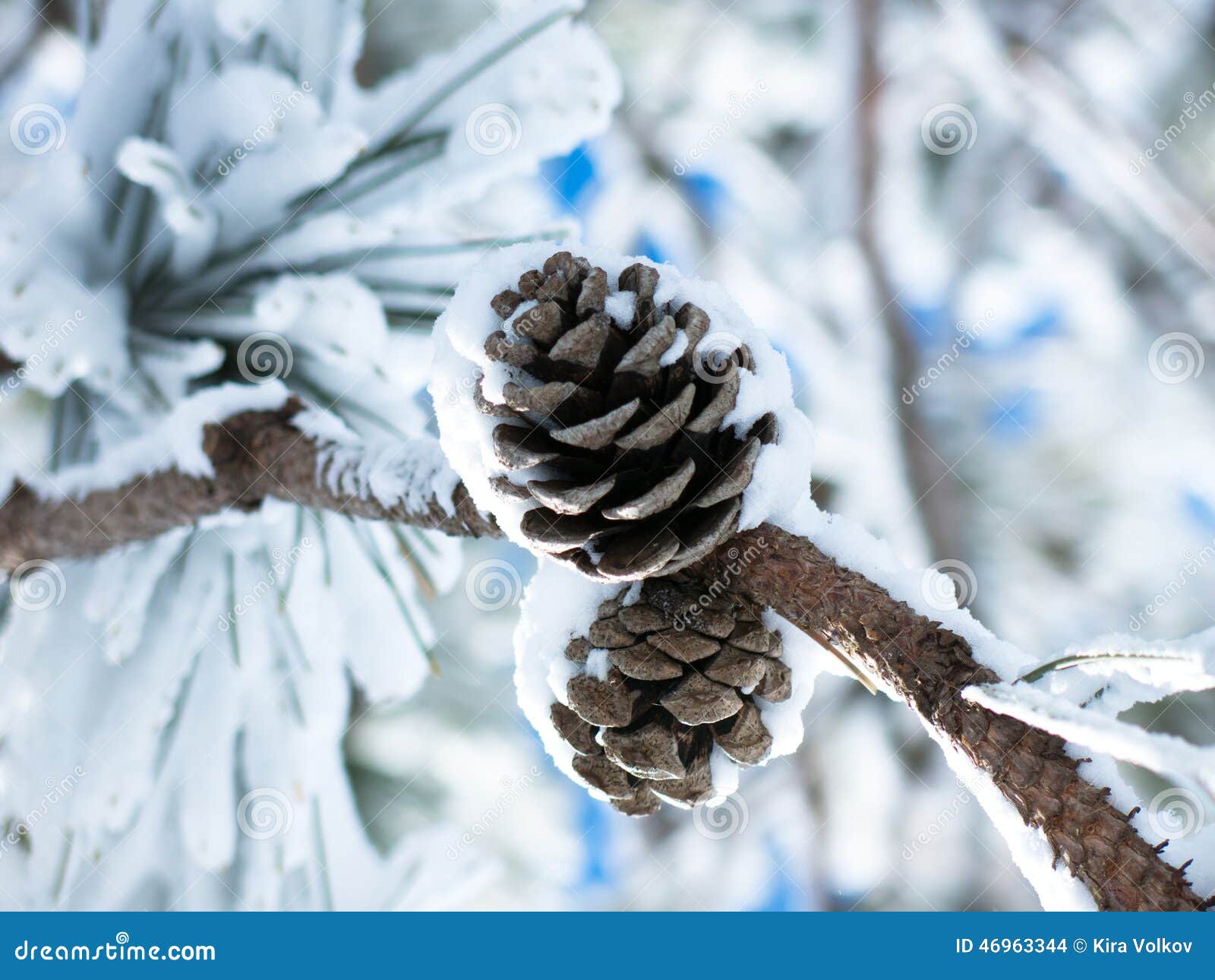 Two Snow-covered Pine Cones on a Branch Stock Photo - Image of season ...