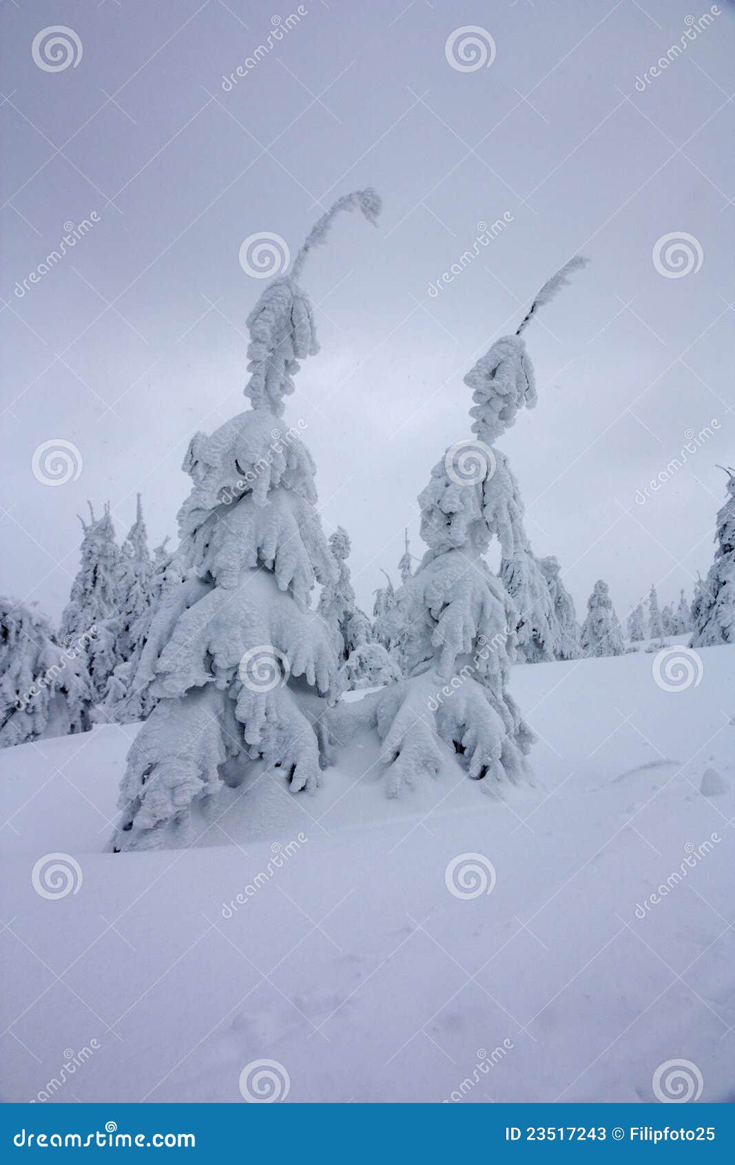 Two snow-covered trees stock image. Image of frosted - 23517243