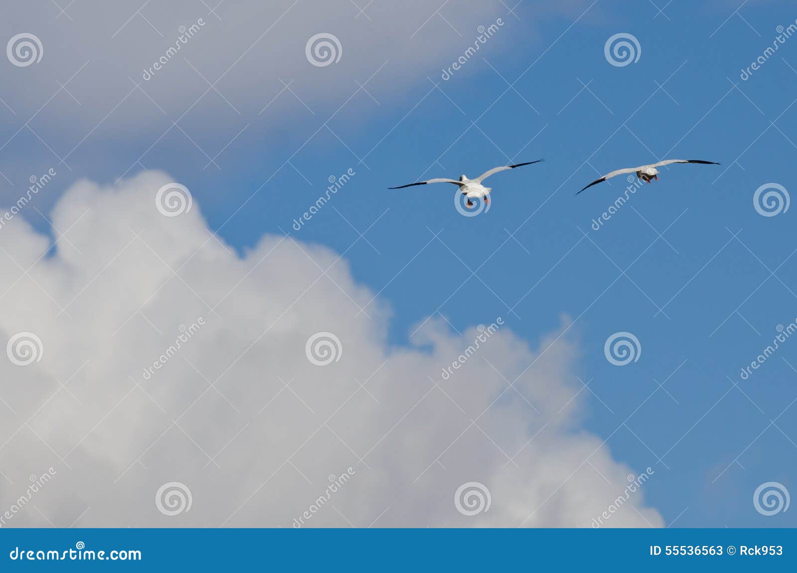 Two Snow Geese Flying High Above the Clouds Stock Image - Image of ...
