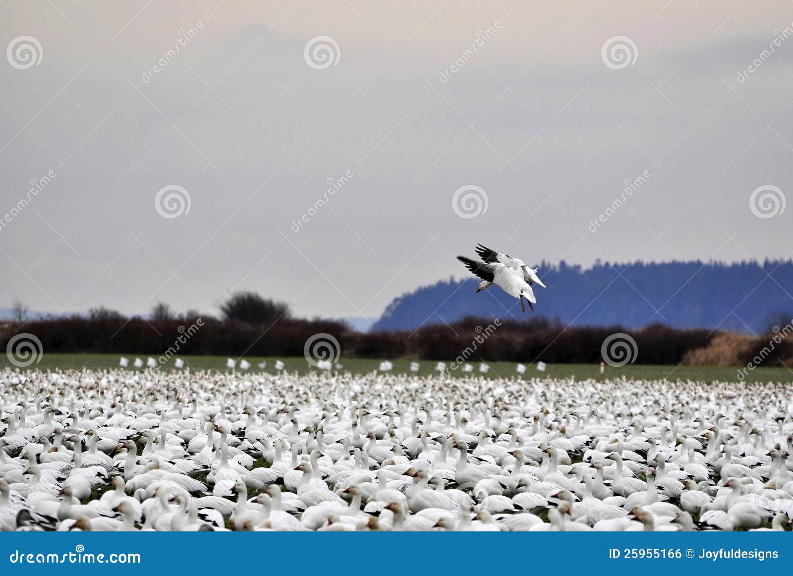 Two Snow Geese are Landing in this Massive Flock Stock Photo - Image of ...