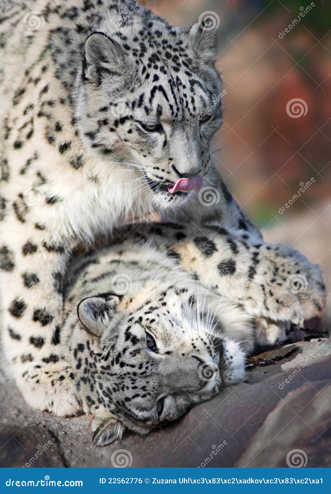 Two snow leopards stock photo. Image of captive, winter - 22562776