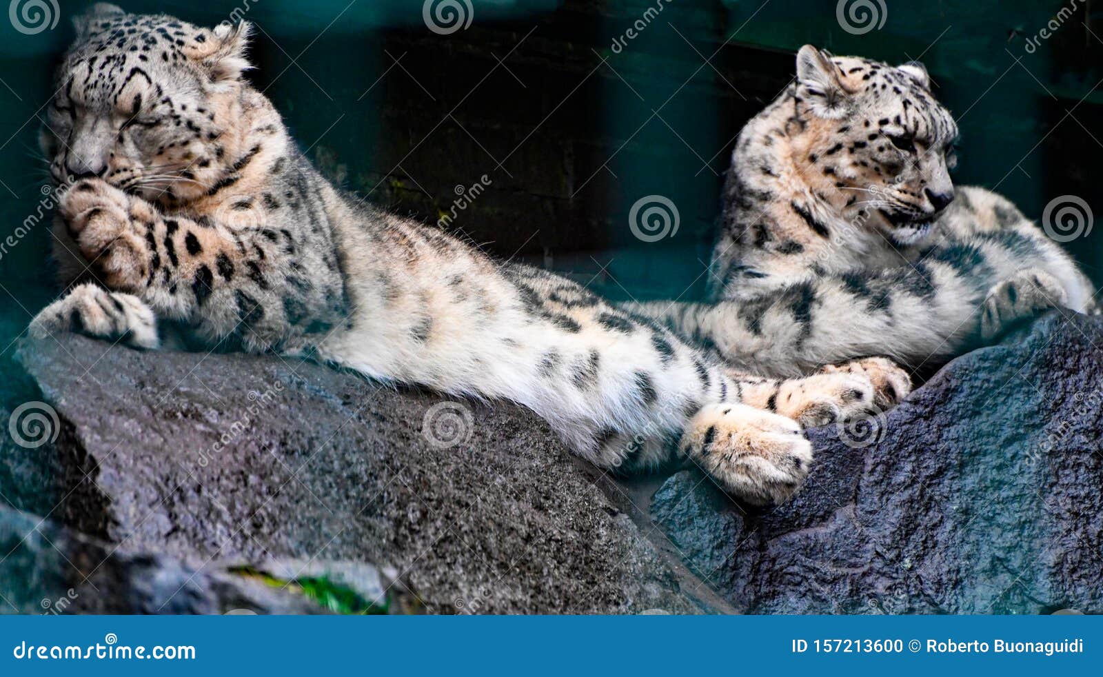 Snow Leopards Rest in Their Den Stock Photo - Image of wilderness, asia ...