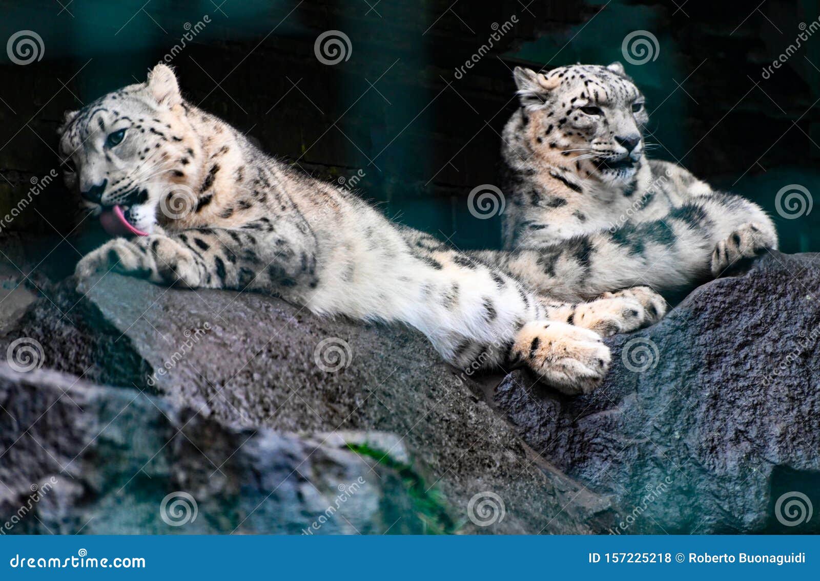 Two Snow Leopards in Their Den Stock Photo - Image of mammal, asia ...
