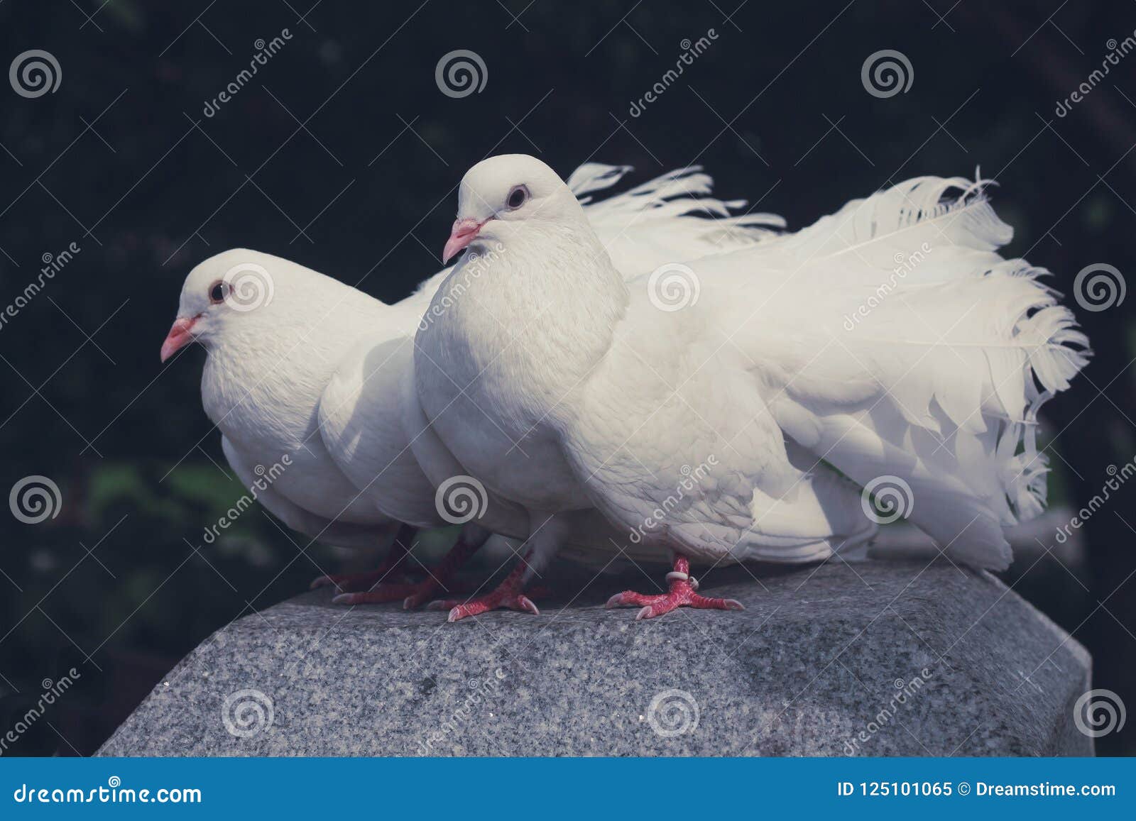 Two snow-white doves stock image. Image of bird, dove - 125101065