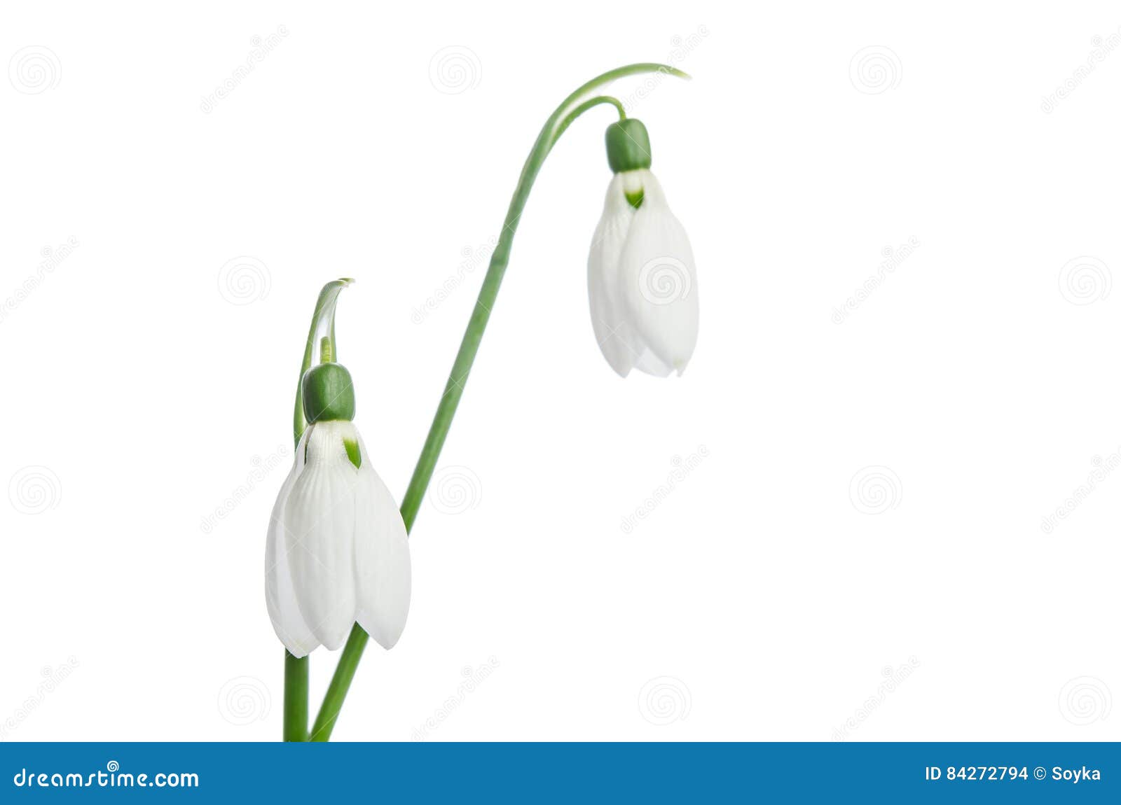 Two snowdrop flowers stock photo. Image of snowdrop, pair - 84272794