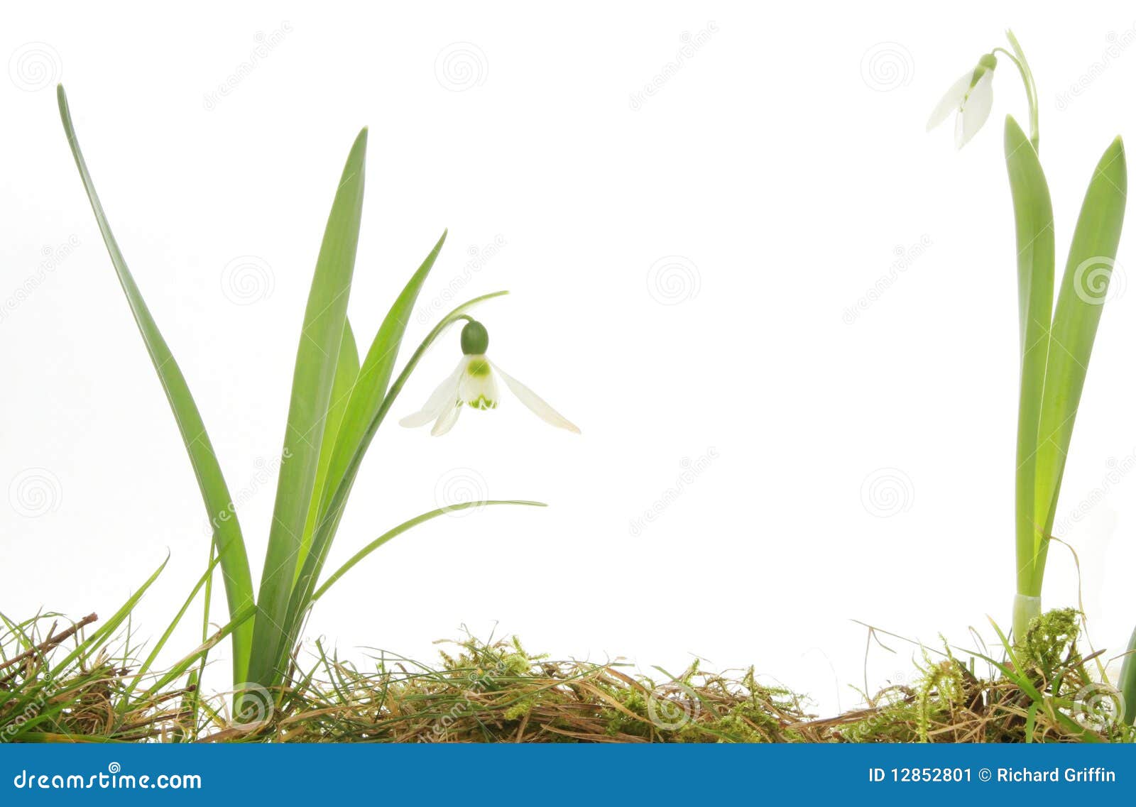 Two snowdrops stock image. Image of snowdrop, shoot, young - 12852801