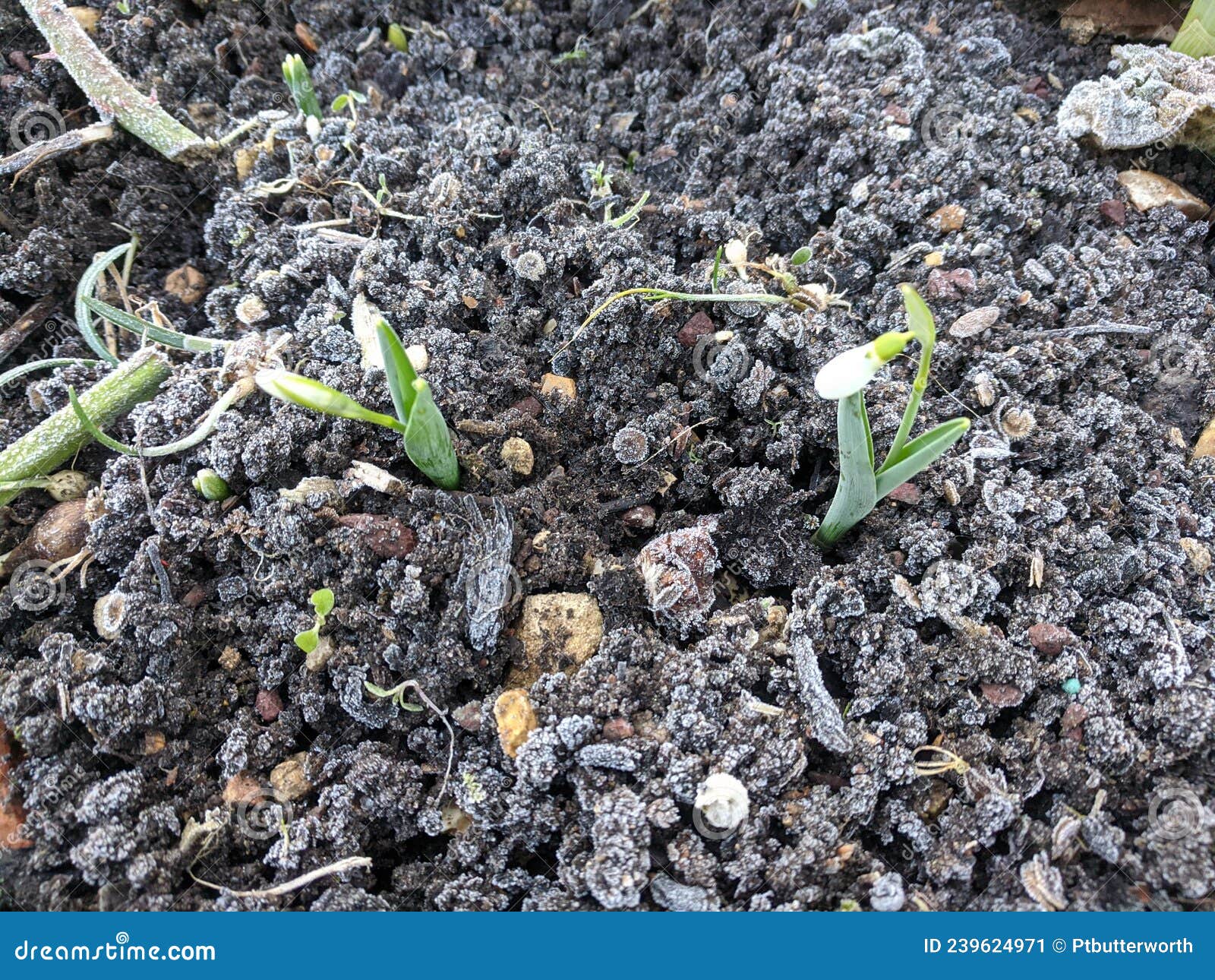 Two Snowdrops in Late January in Frozen Soil. Stock Image - Image of ...