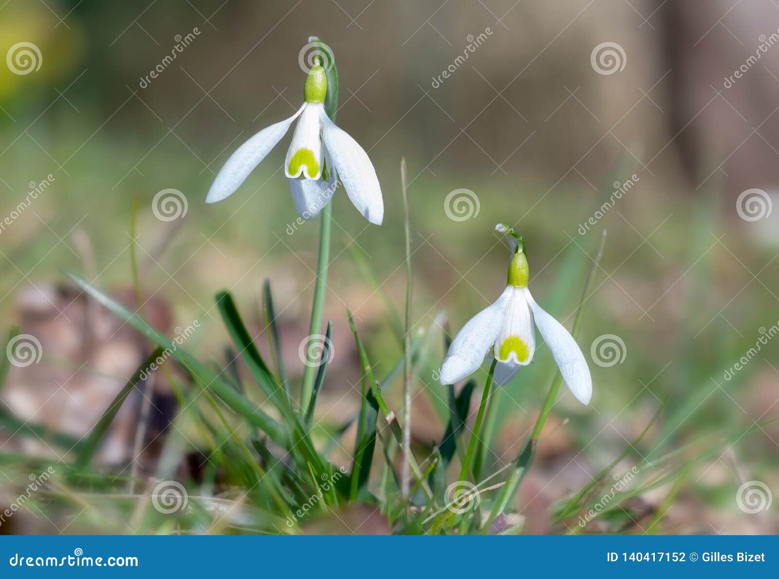 Two Snowdrops in the Meadow Stock Photo - Image of botany, flower ...