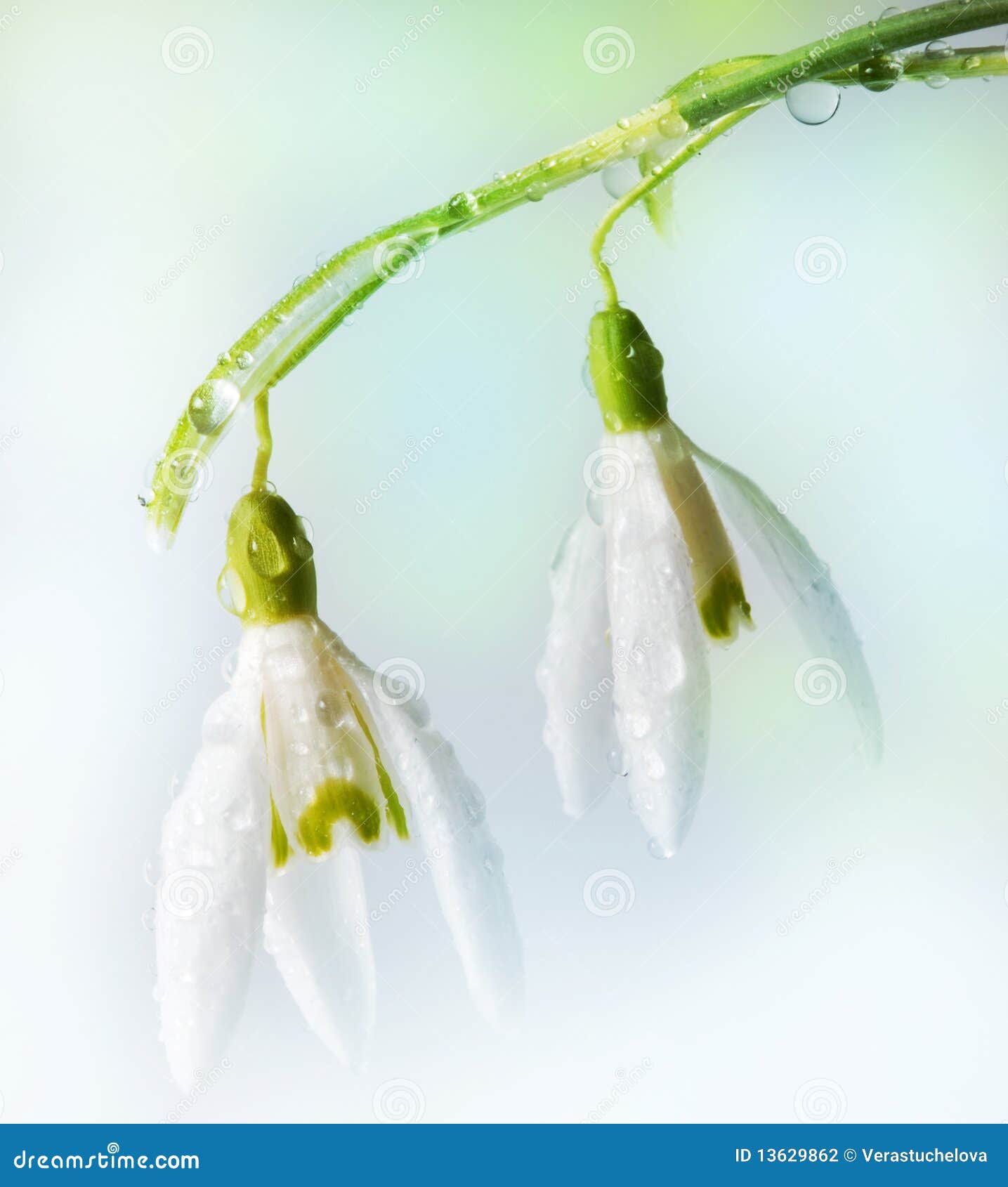 Two Snowdrops with Rain Drops Stock Photo - Image of botanical, flora ...