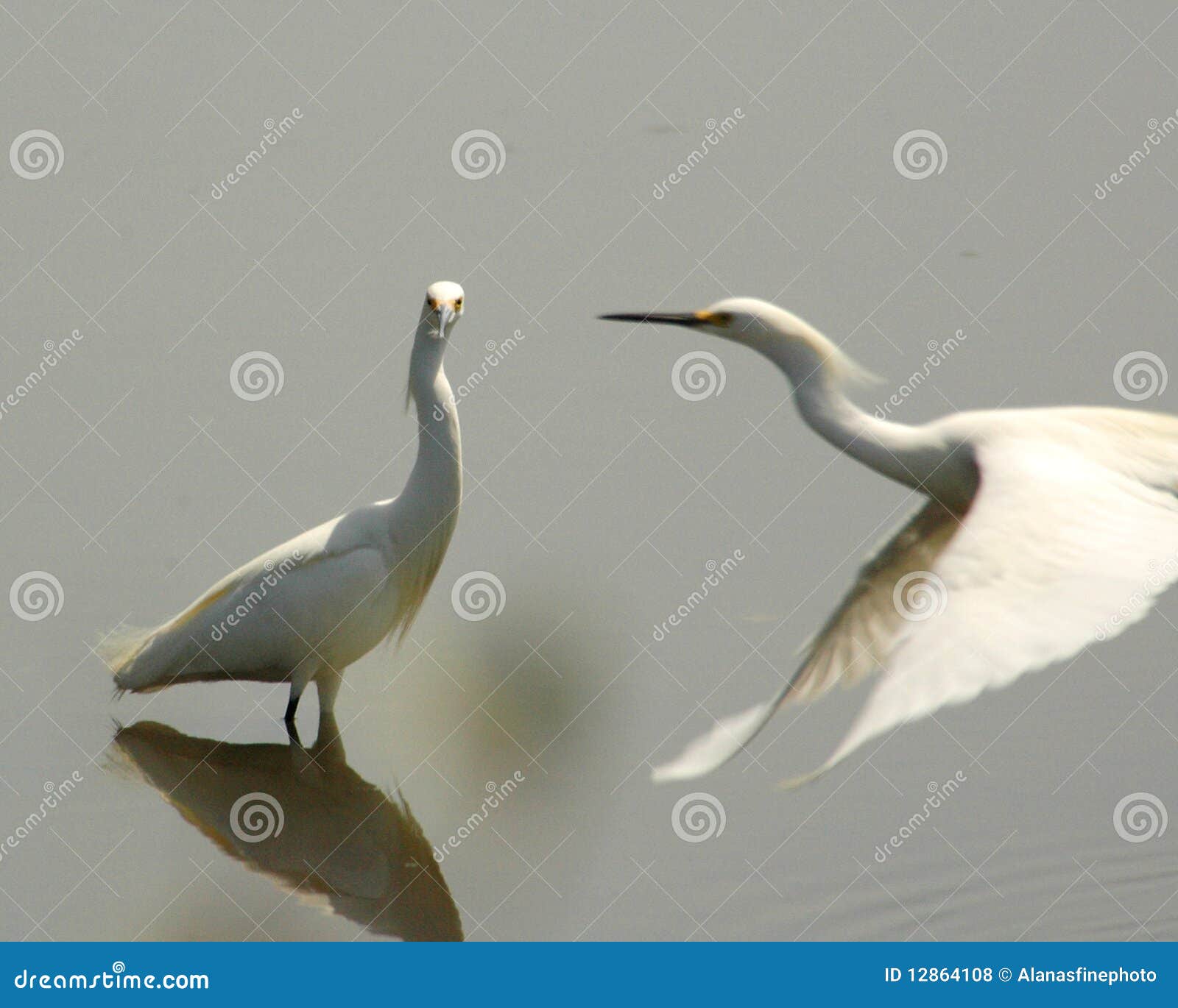 Two snowy egrets stock photo. Image of snowy, egrets - 12864108
