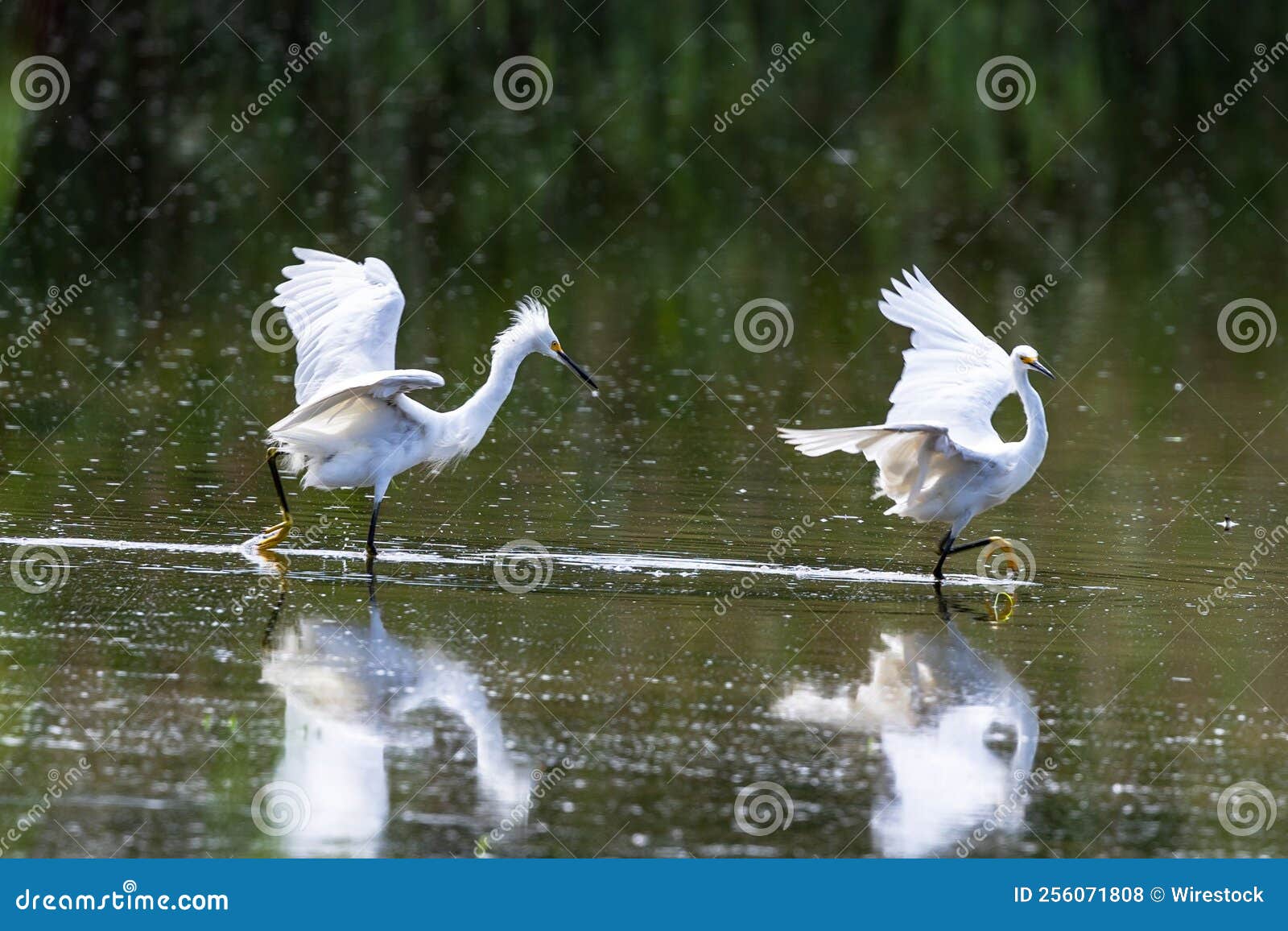 Snowy egrets in a pond stock photo. Image of egret, wild - 256071808