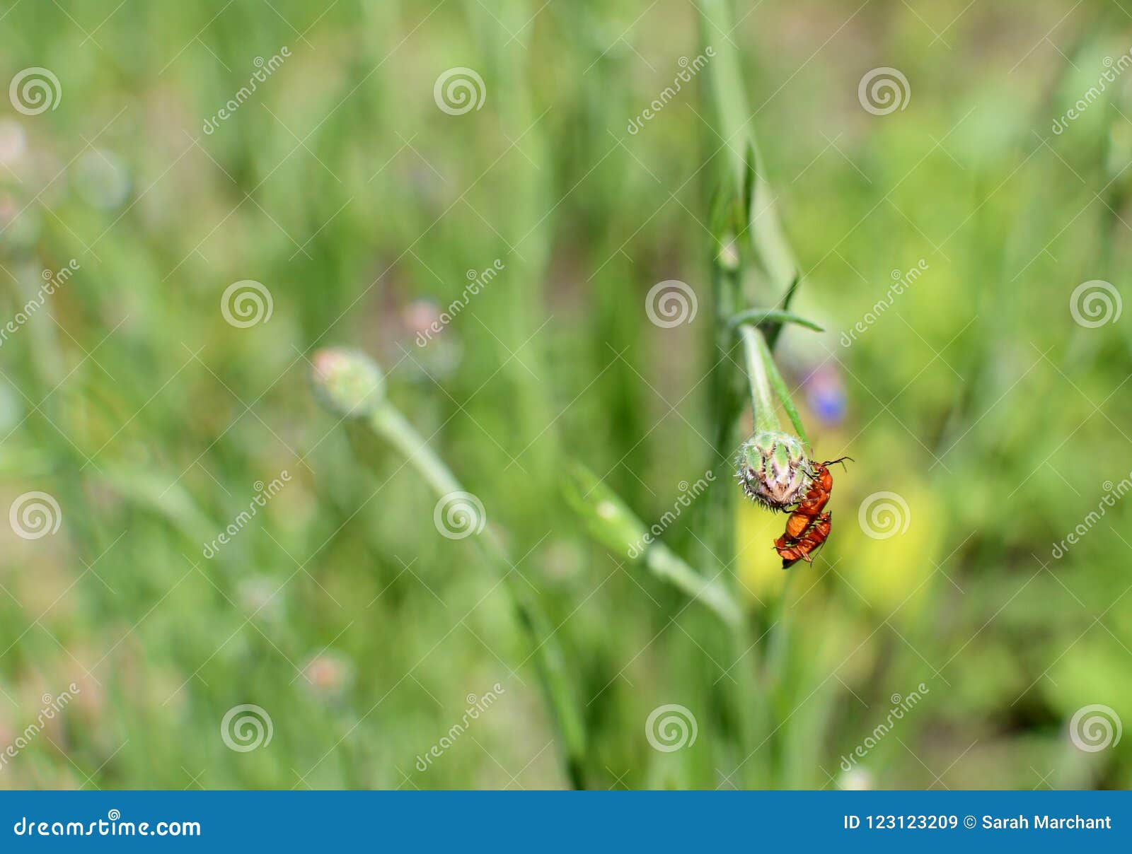The Common Soldier Beetle Latin: Cantharis Rufa, Is A Species Of ...