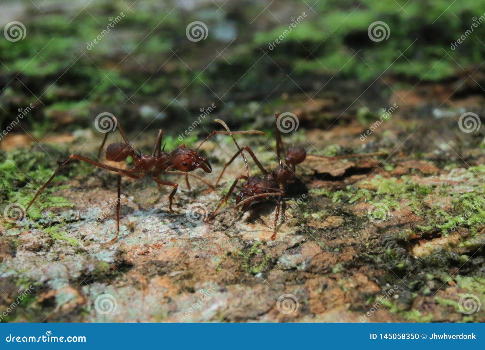 Two Soldier Leaf Cutter Ants that are Greating Each Other Stock Photo ...